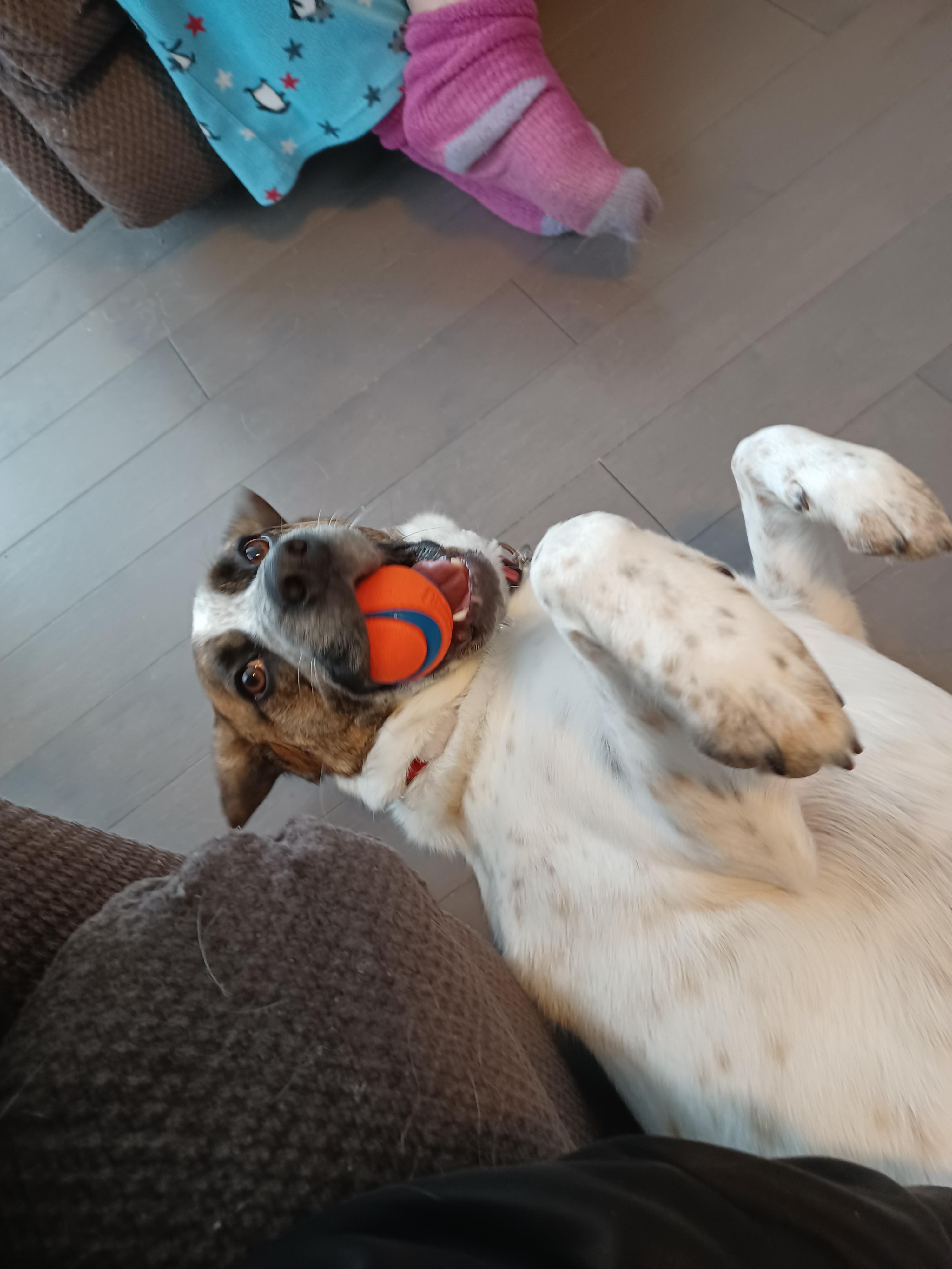 Any idea what breed my puppy is? [OC] | Scrolller