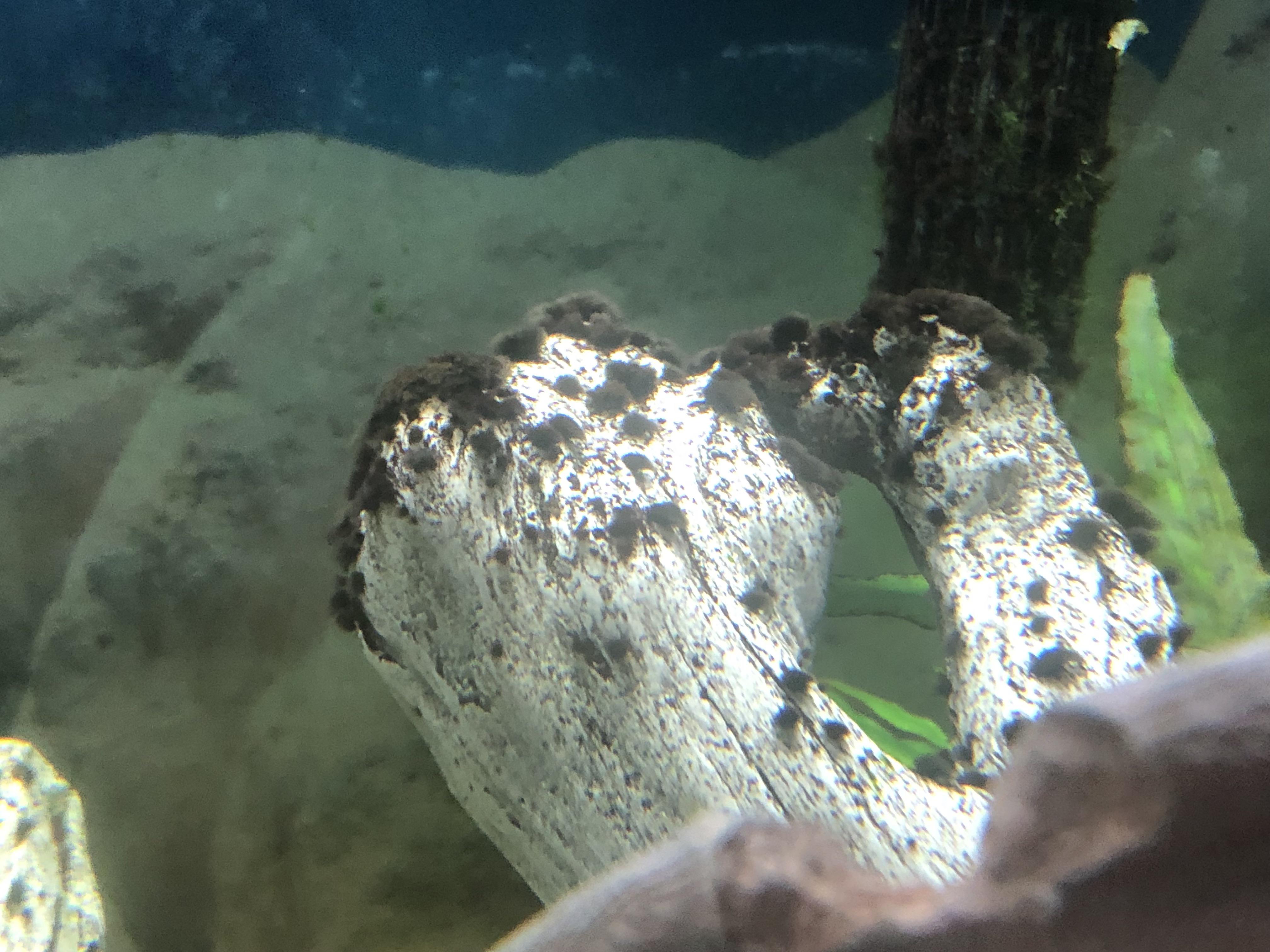 Identification :) | Scrolller