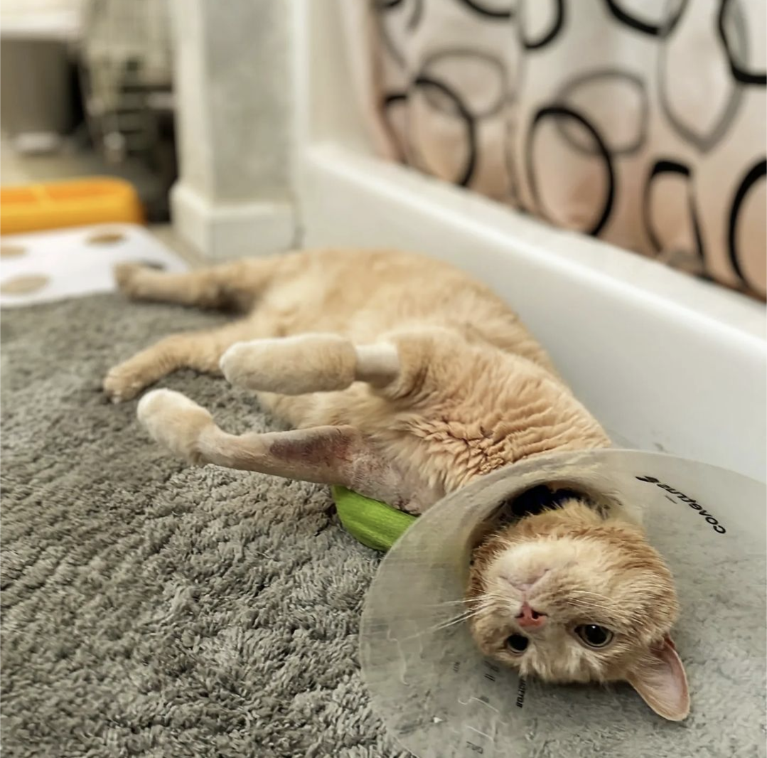 My cat is broken, literally... | Scrolller