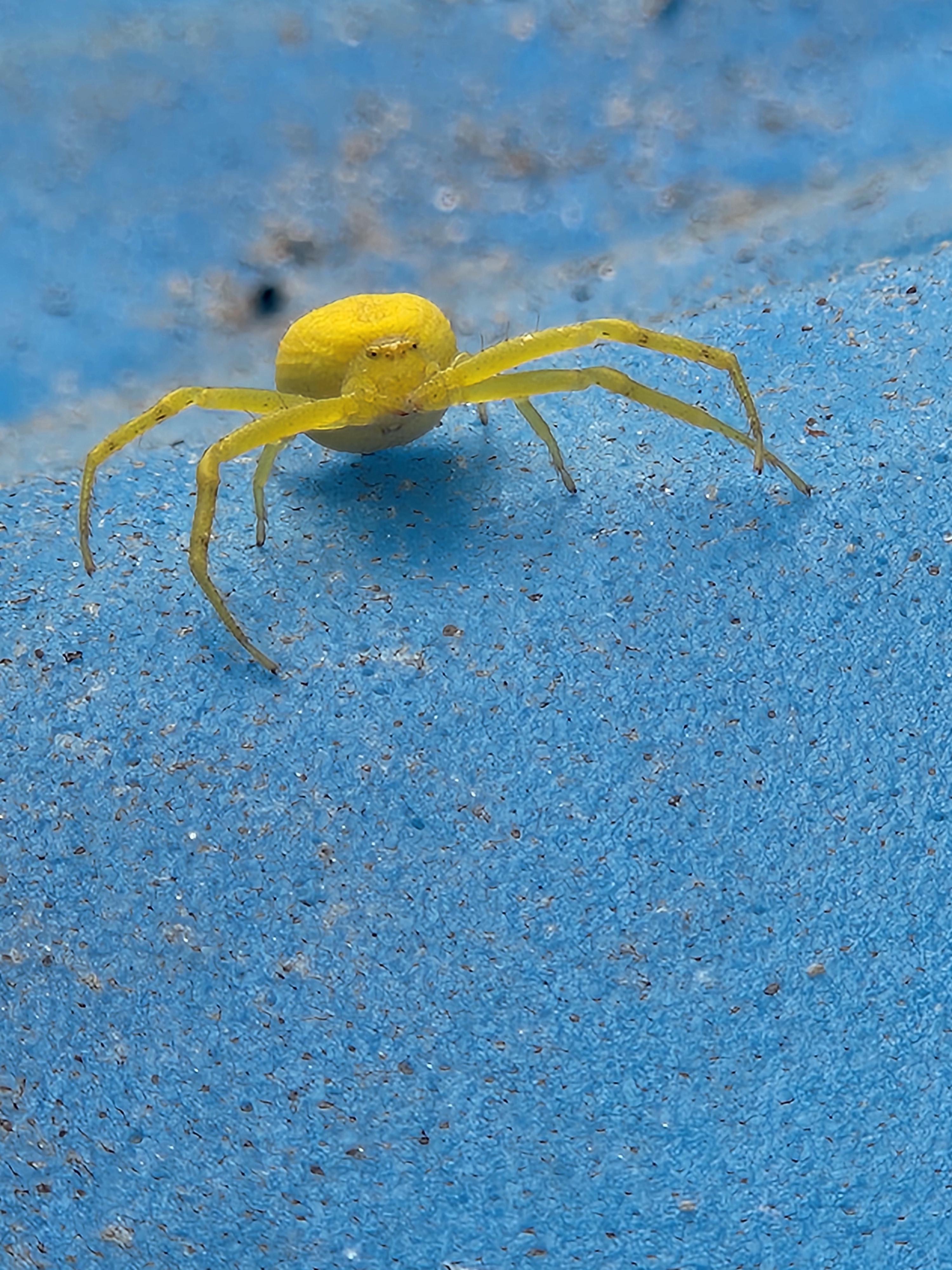 Cool little yellow spider | Scrolller