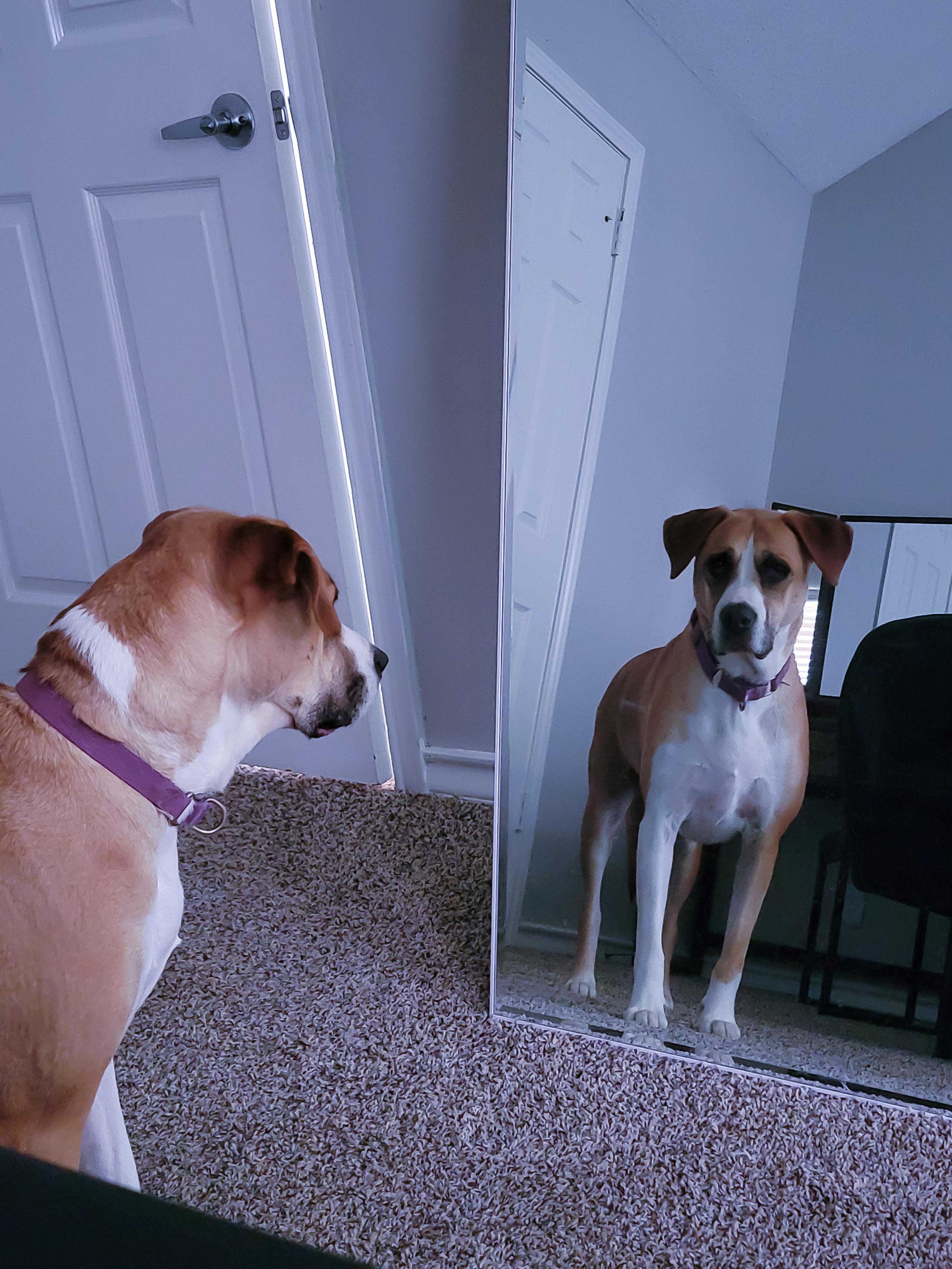 Meet my new rescue mutt, Gabby! 🤍 (OC) | Scrolller