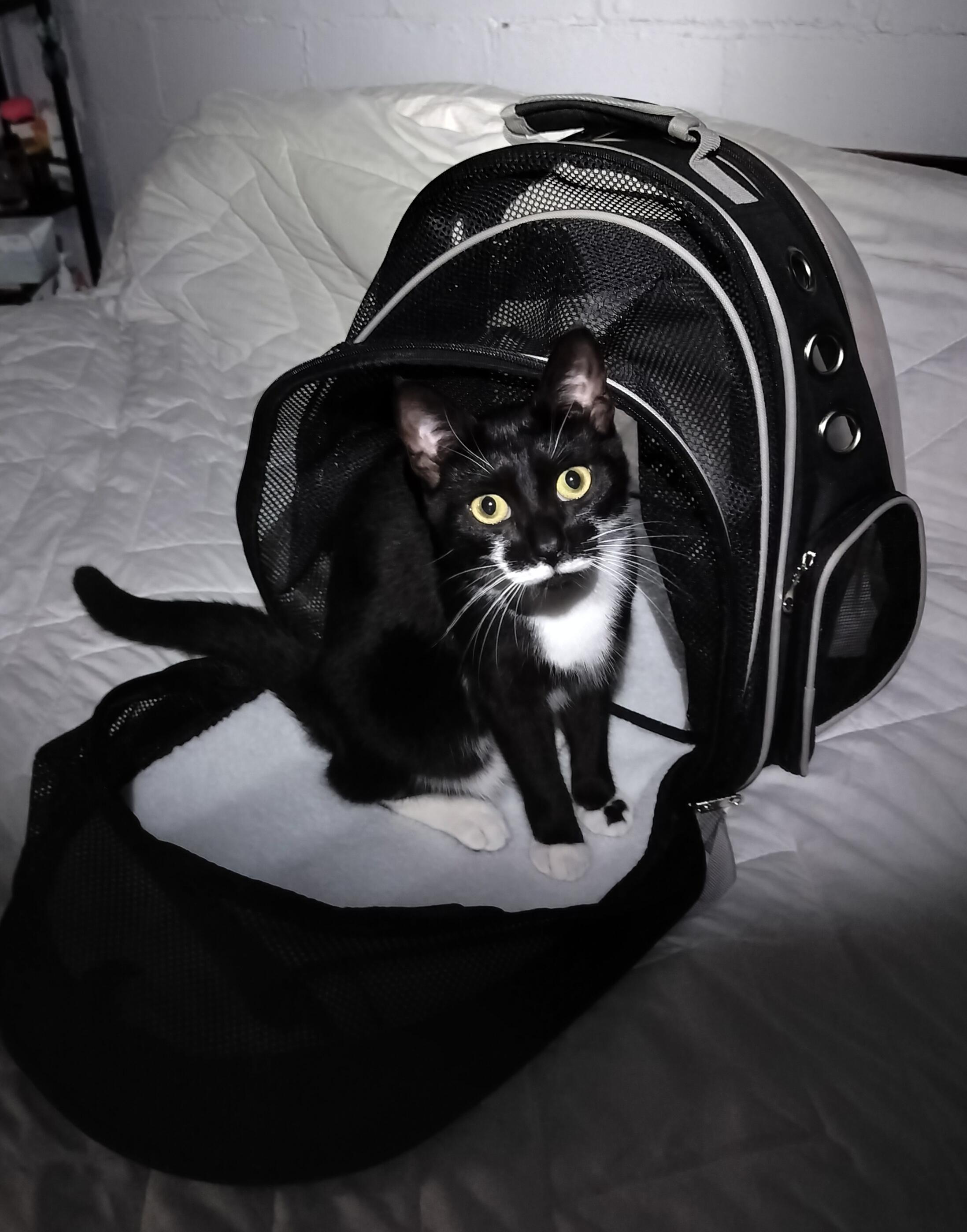 Mustache matching her new backpack cat carrier :3 | Scrolller