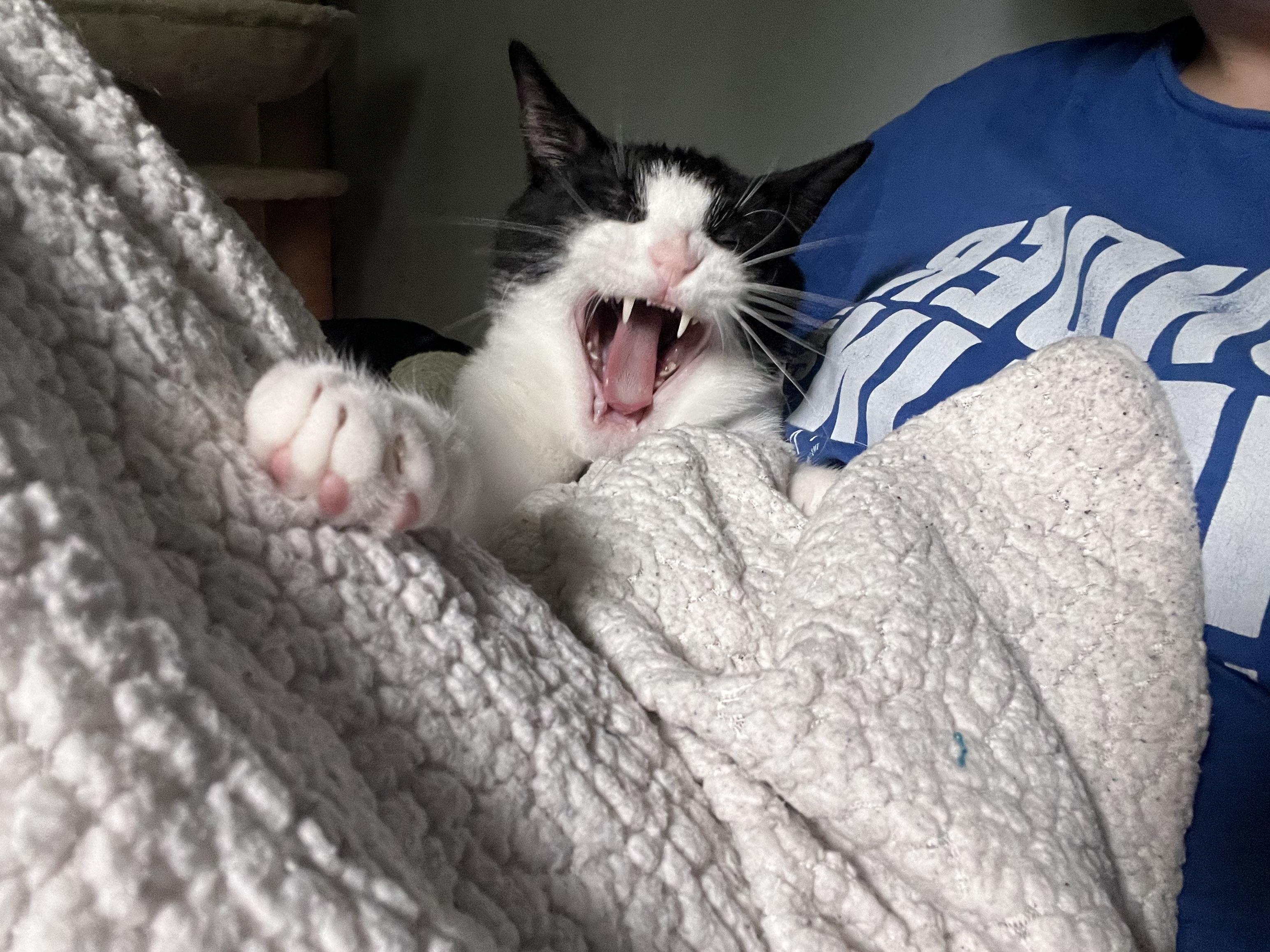 Swipe to see a big yawn! | Scrolller
