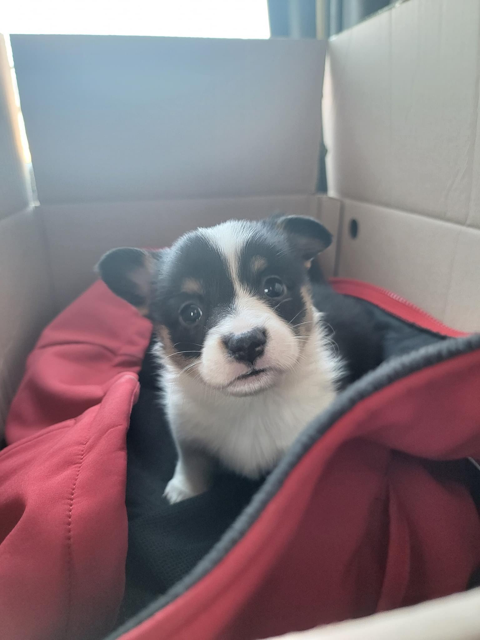 Corgi mix? | Scrolller