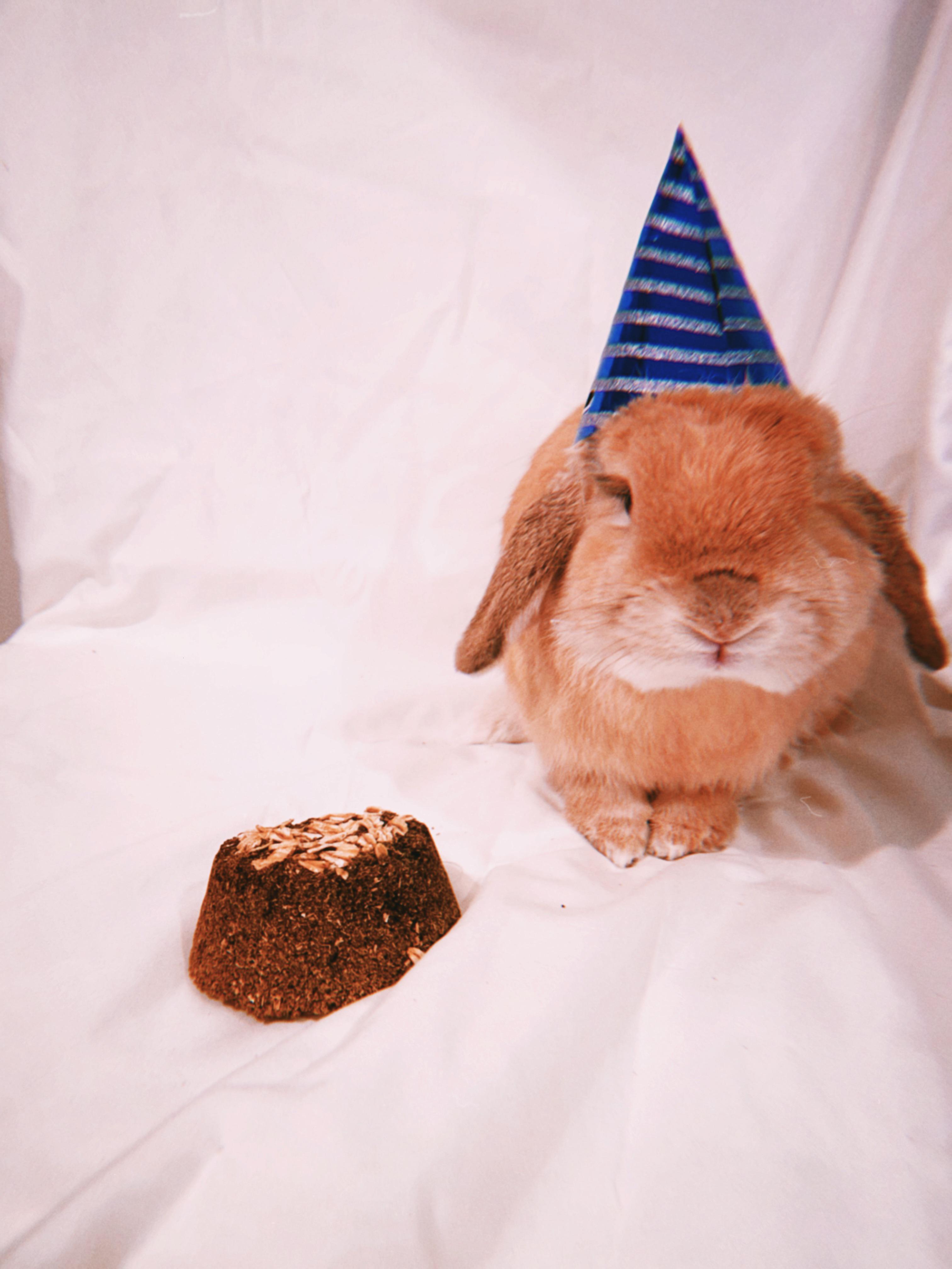 Discover more like Rabbits: Birthday Boy. Big #2 🎂 and Related Content | Scrolller