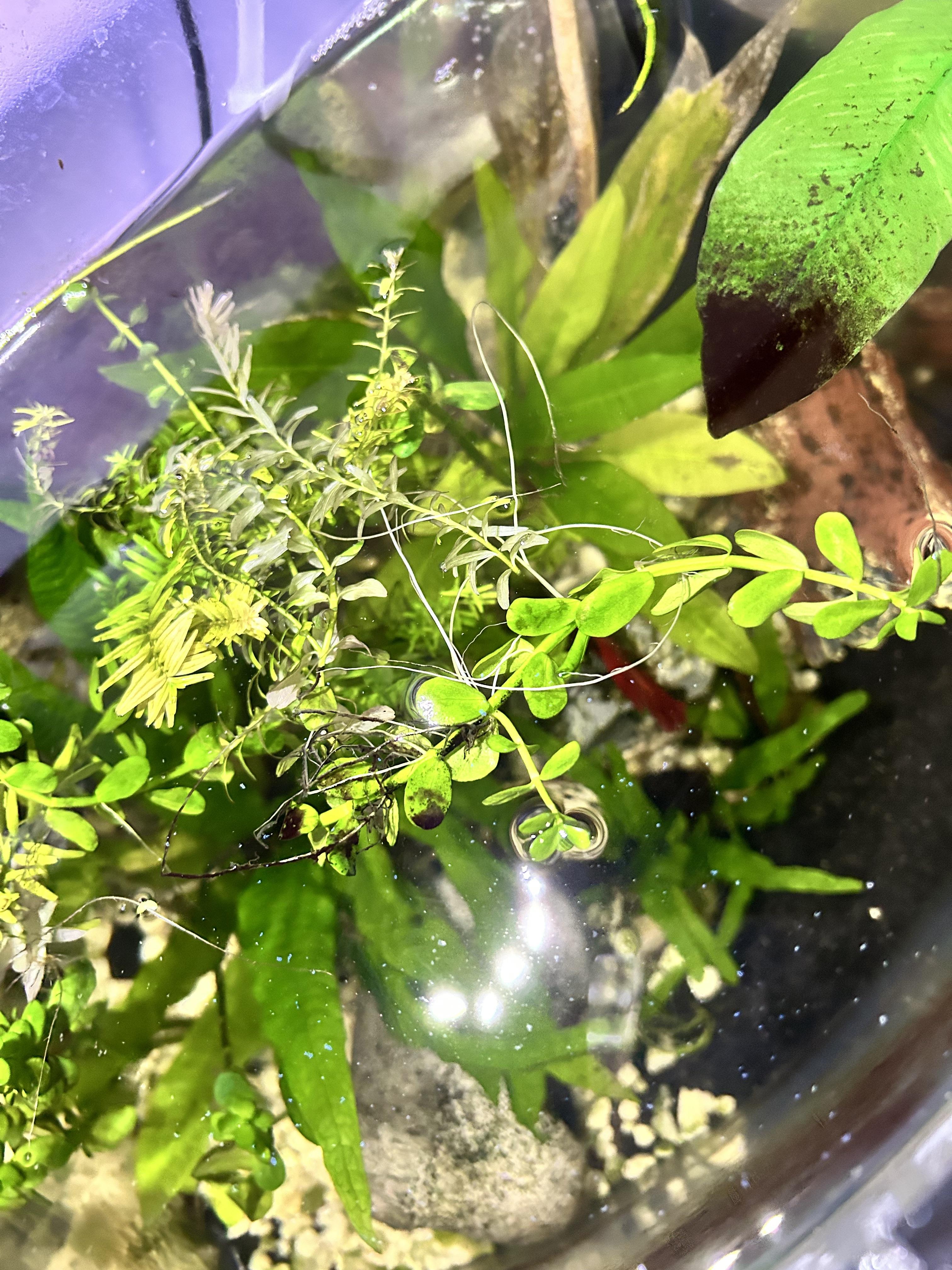 Weird smell and really dark algae | Scrolller