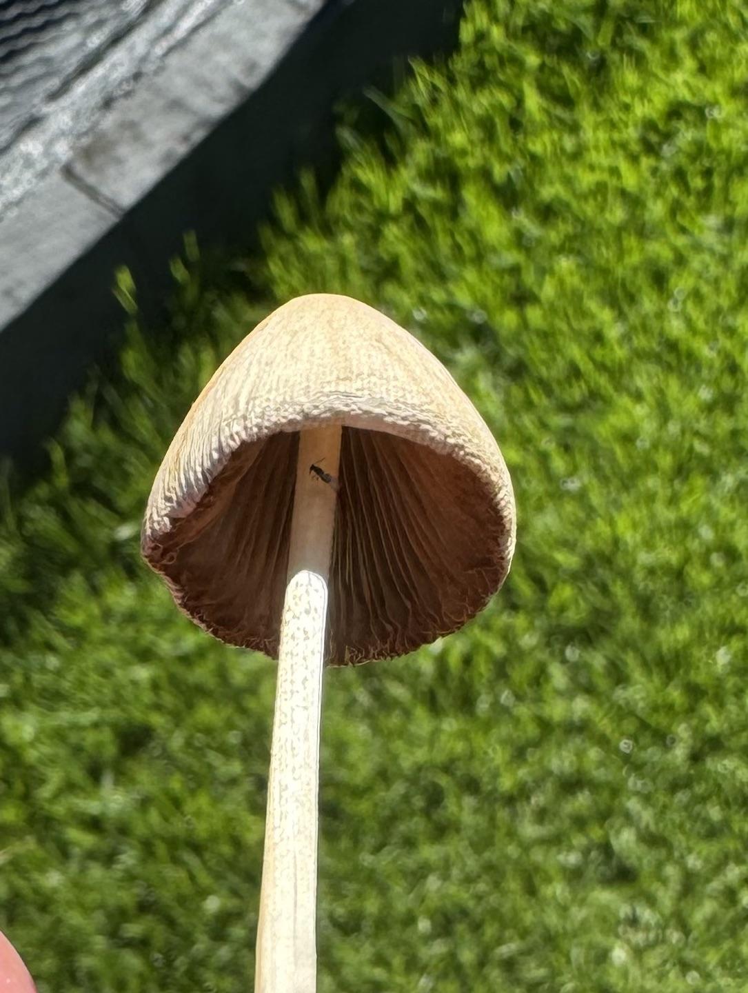 Backyard shrooms | Scrolller