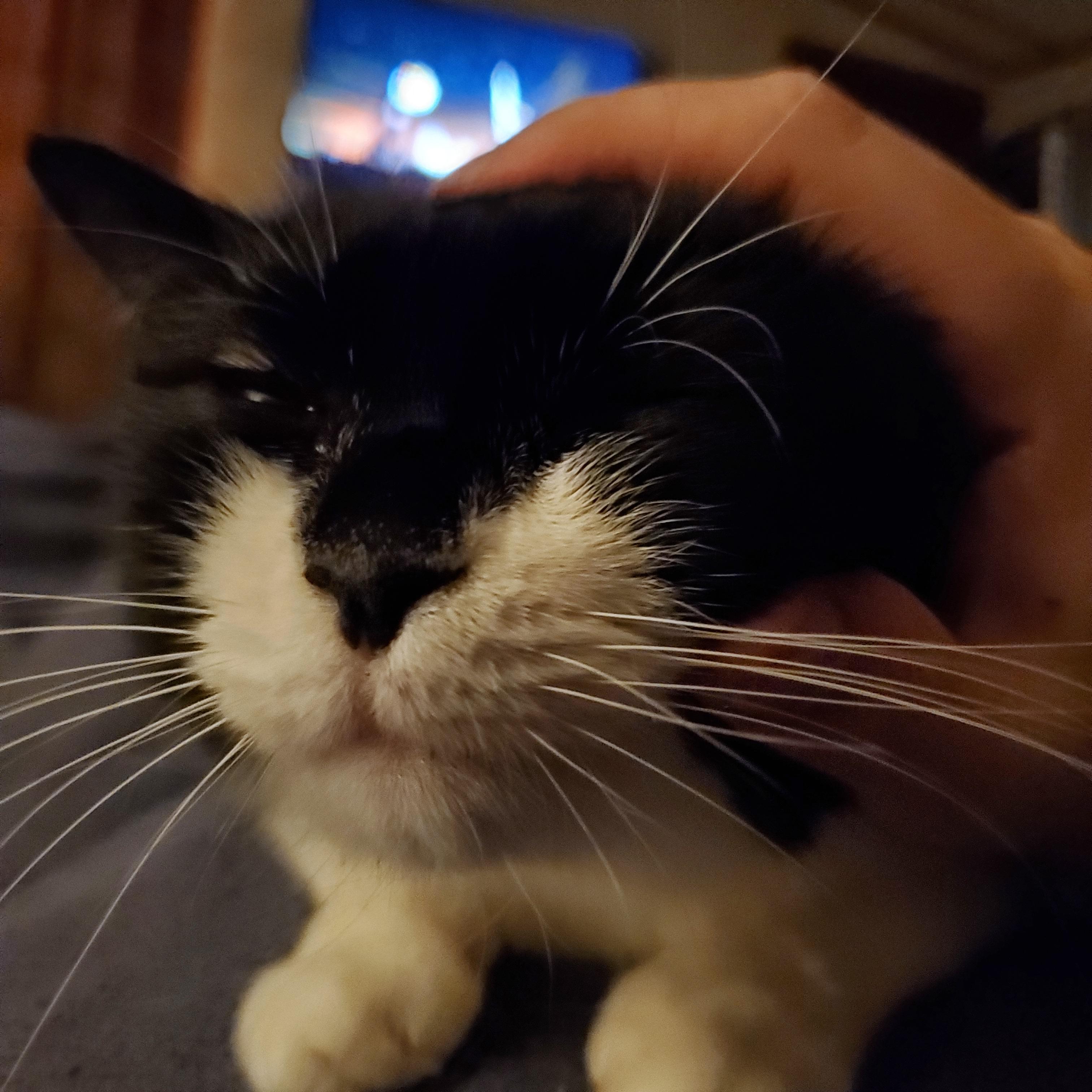 Sweet Sam, the tiny inbred tuxedo | Scrolller