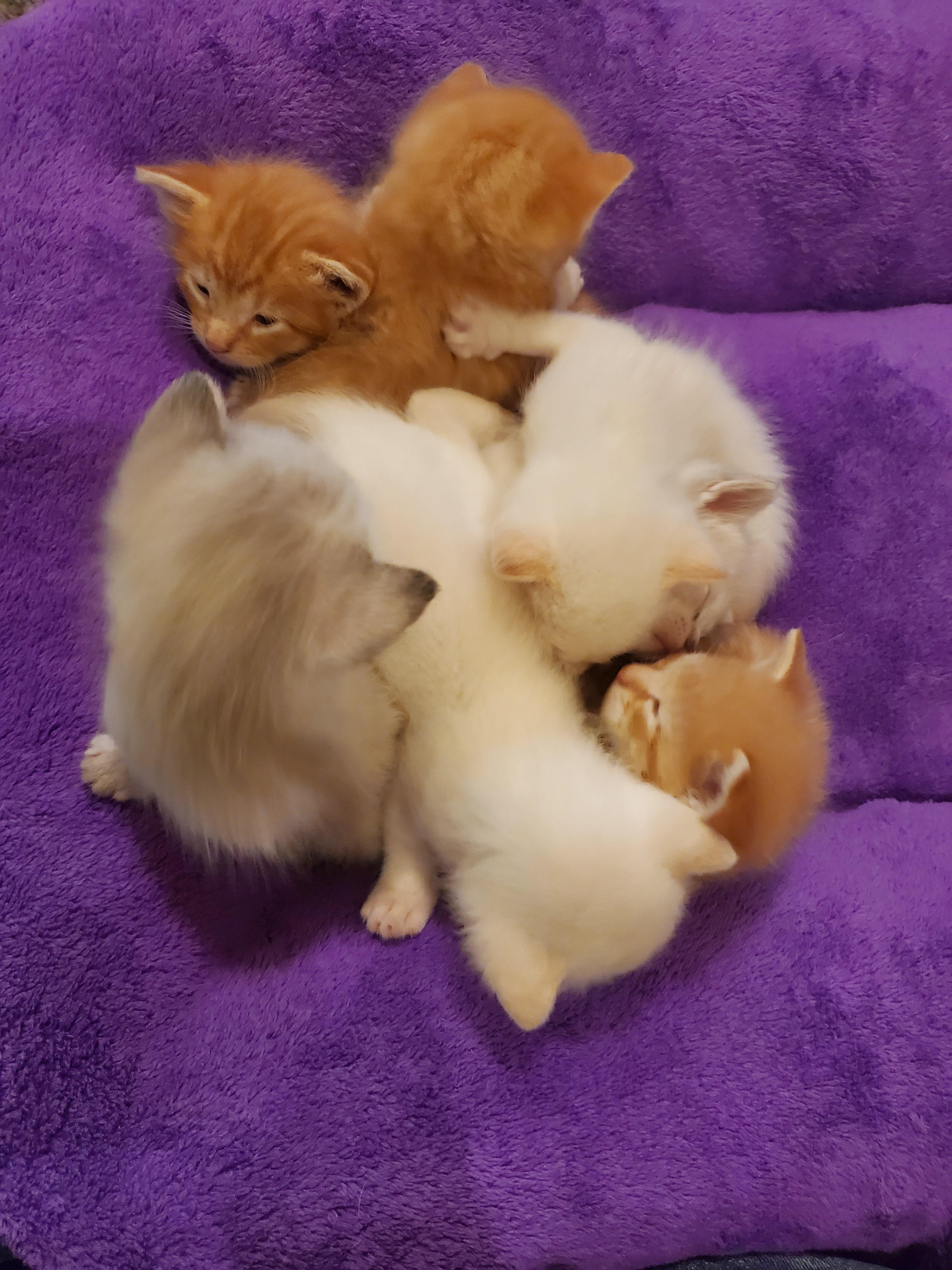 The porch camper's kittens have started to do some exploring, they like their new cuddle puddle ...