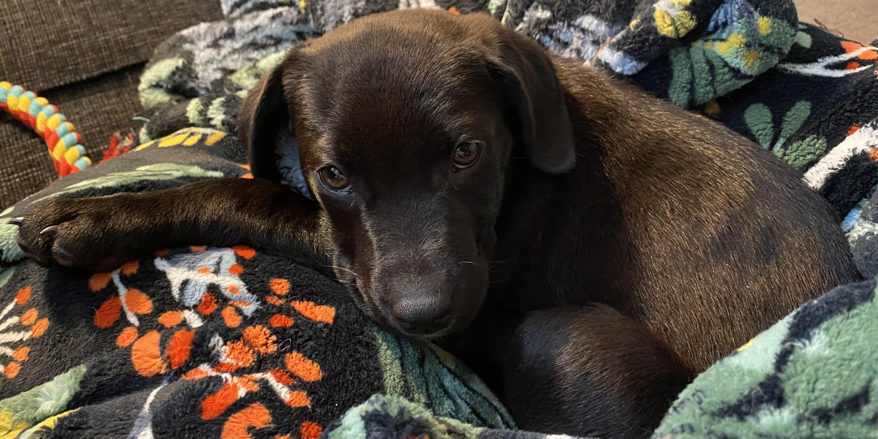 My family just got a little bigger. Meet Luna. | Scrolller