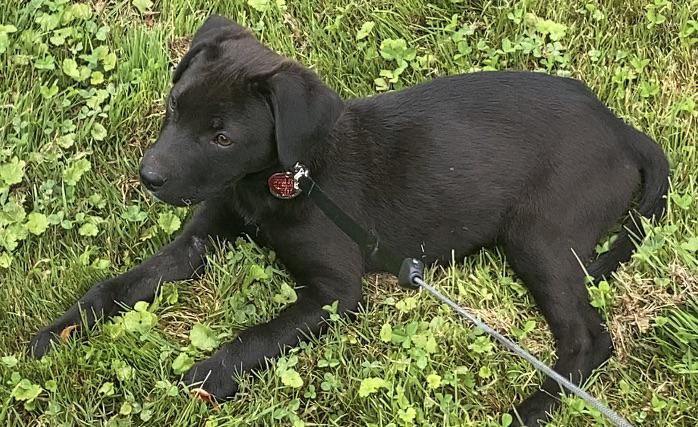 My family just got a little bigger. Meet Luna. | Scrolller