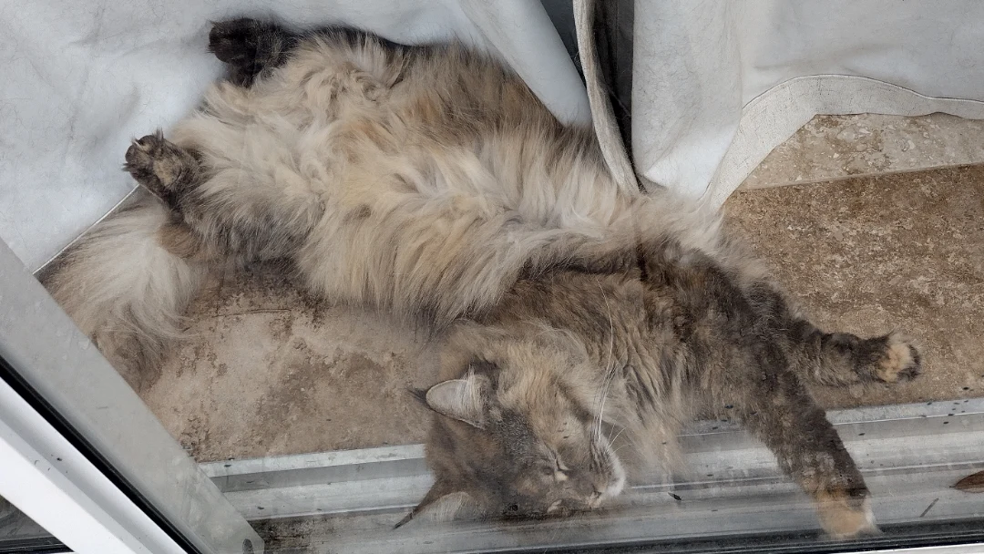 Penny the contortionist. | Scrolller