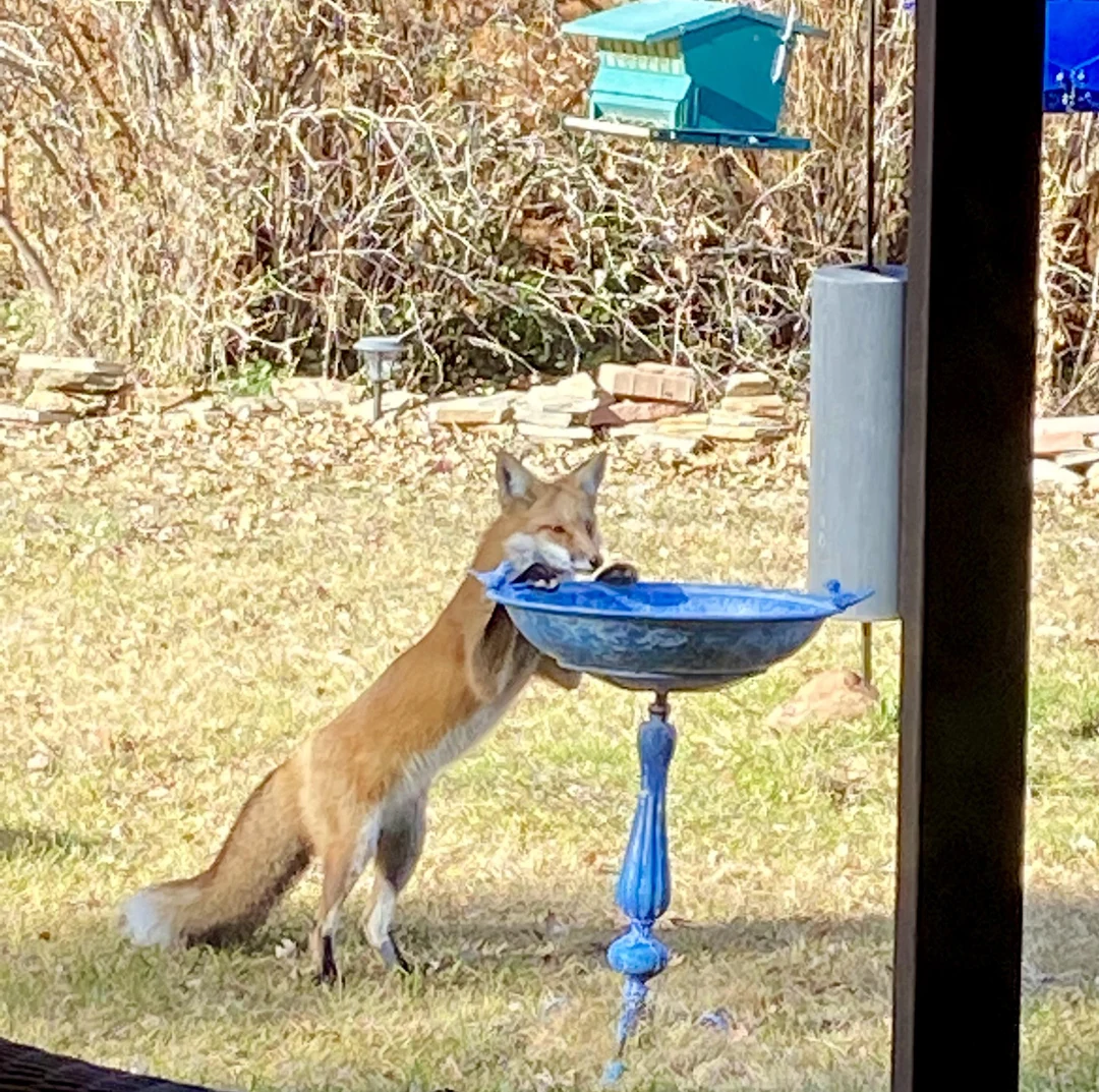 (OC) red fox in my backyard | Scrolller