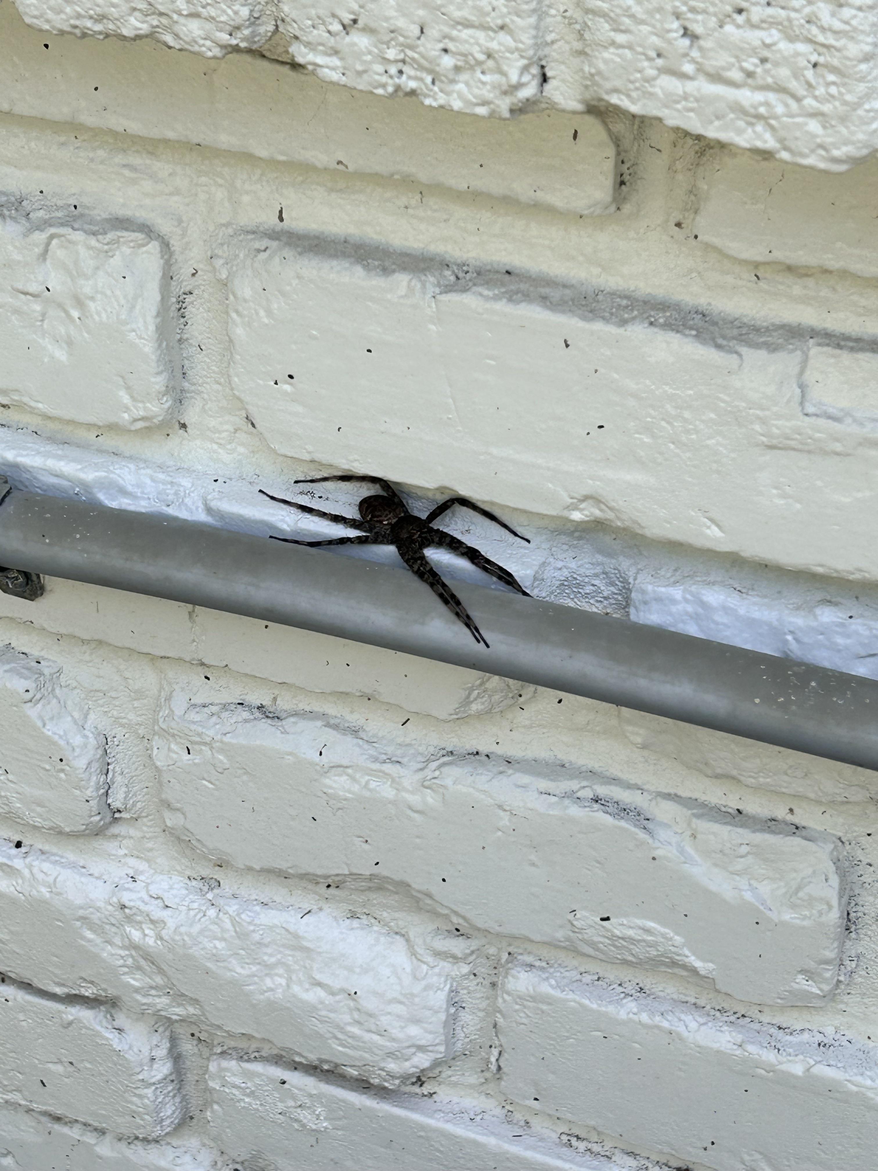 Spider Identification | Scrolller