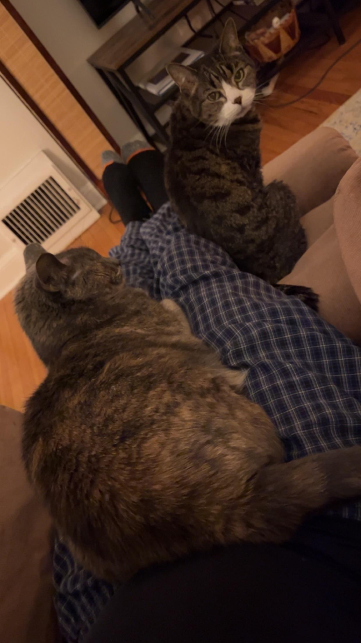 Two kitties, a catdad & a recliner | Scrolller