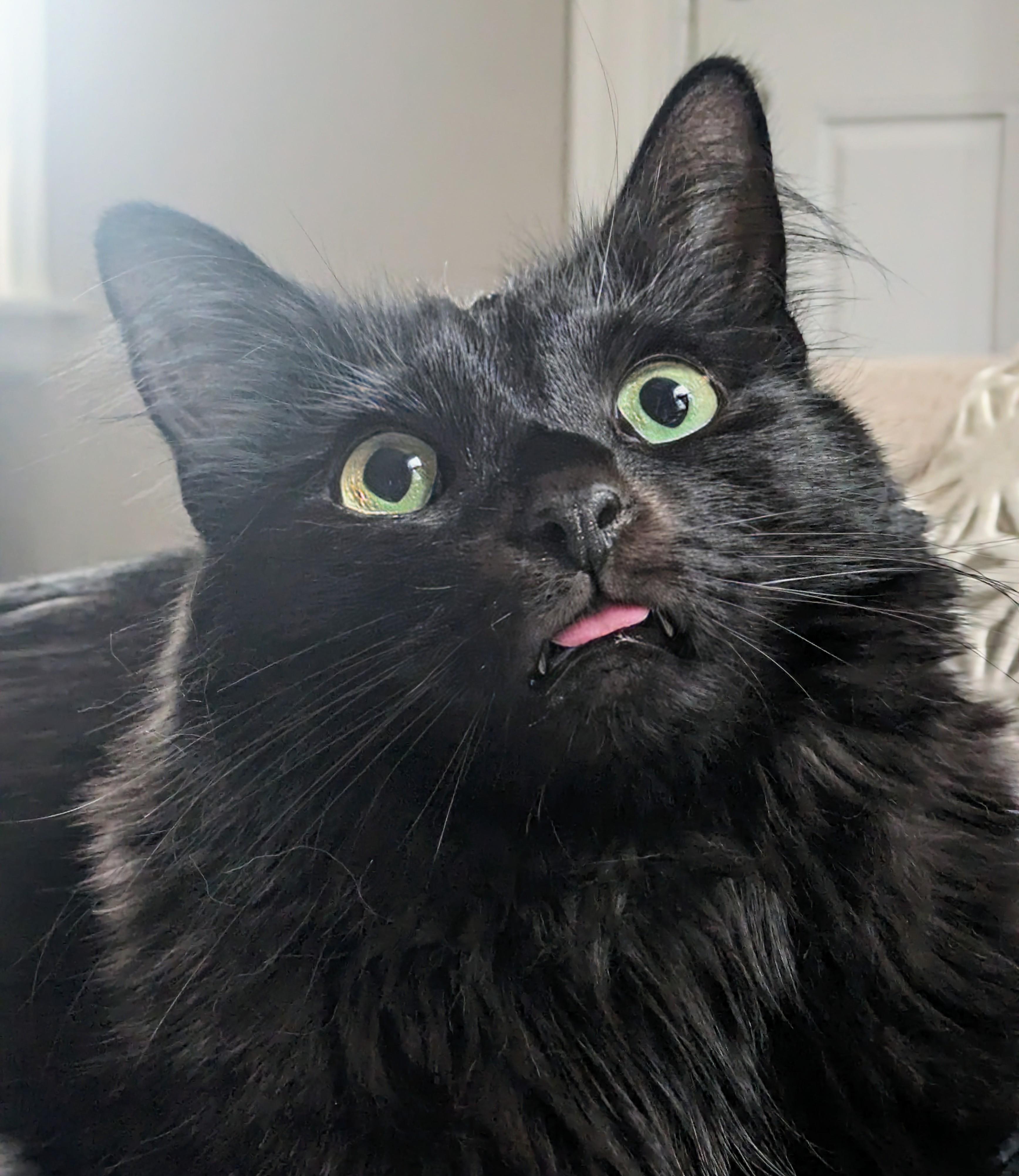 No thoughts only blep | Scrolller