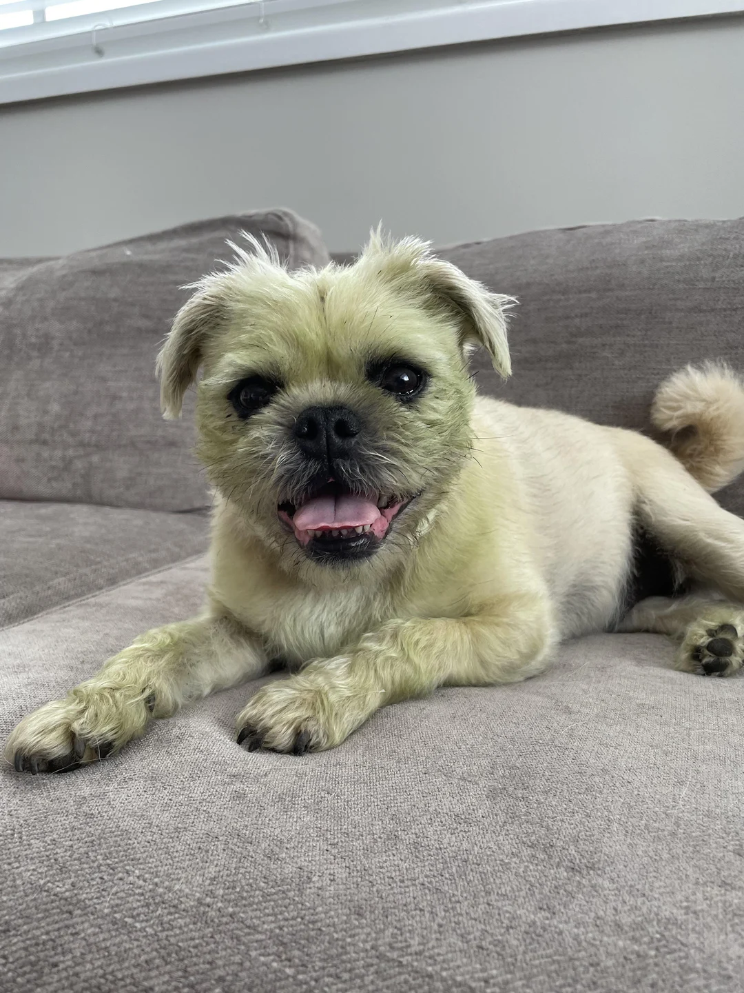 Green Pupper | Scrolller