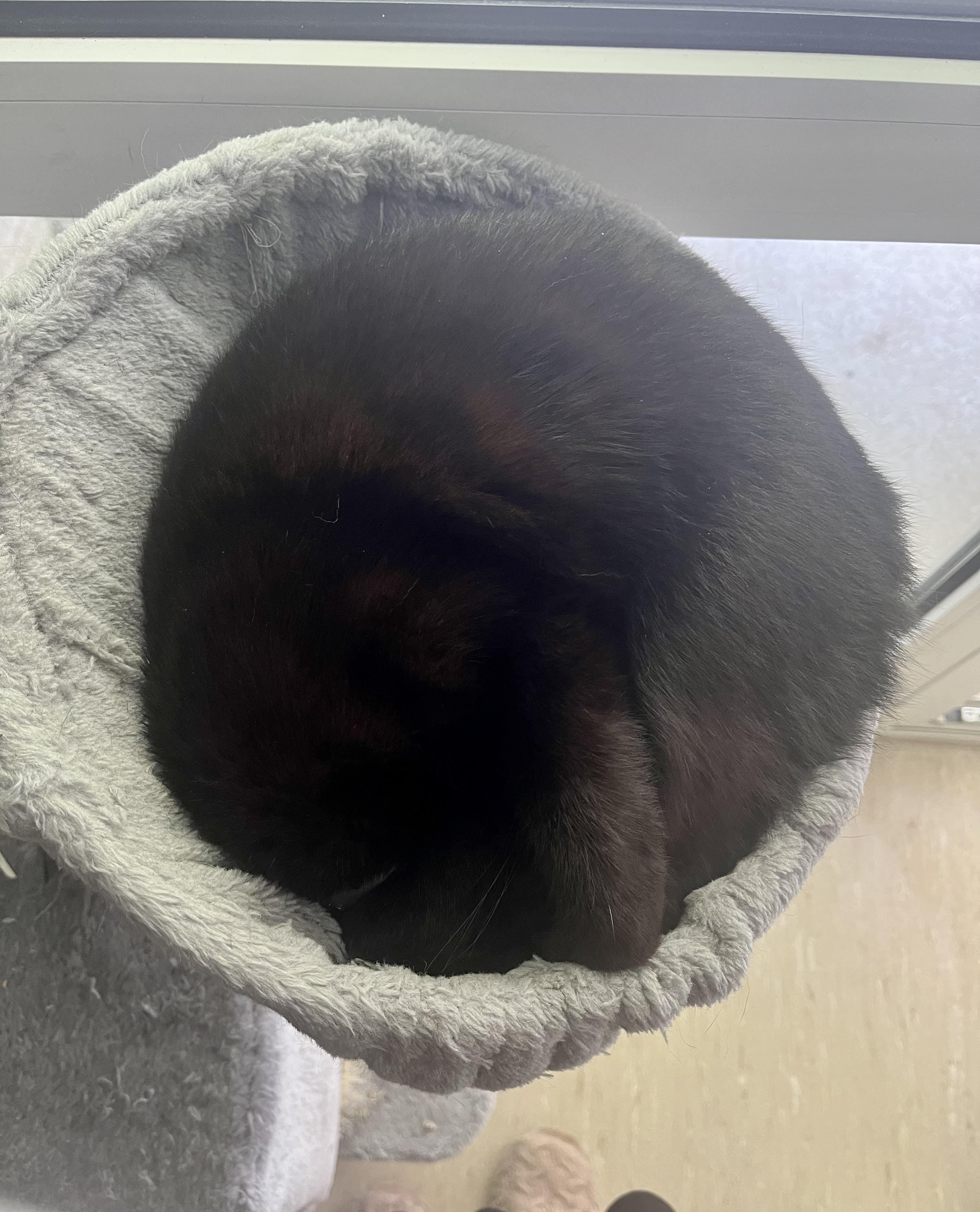 A perfect fluffy circle | Scrolller