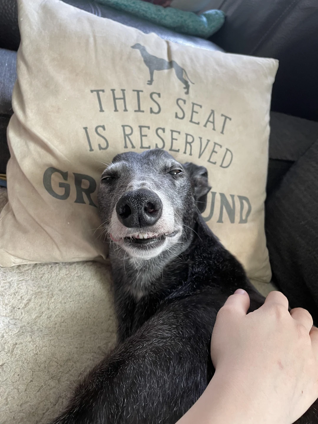 This seat is reserved for the Greyhound | Scrolller