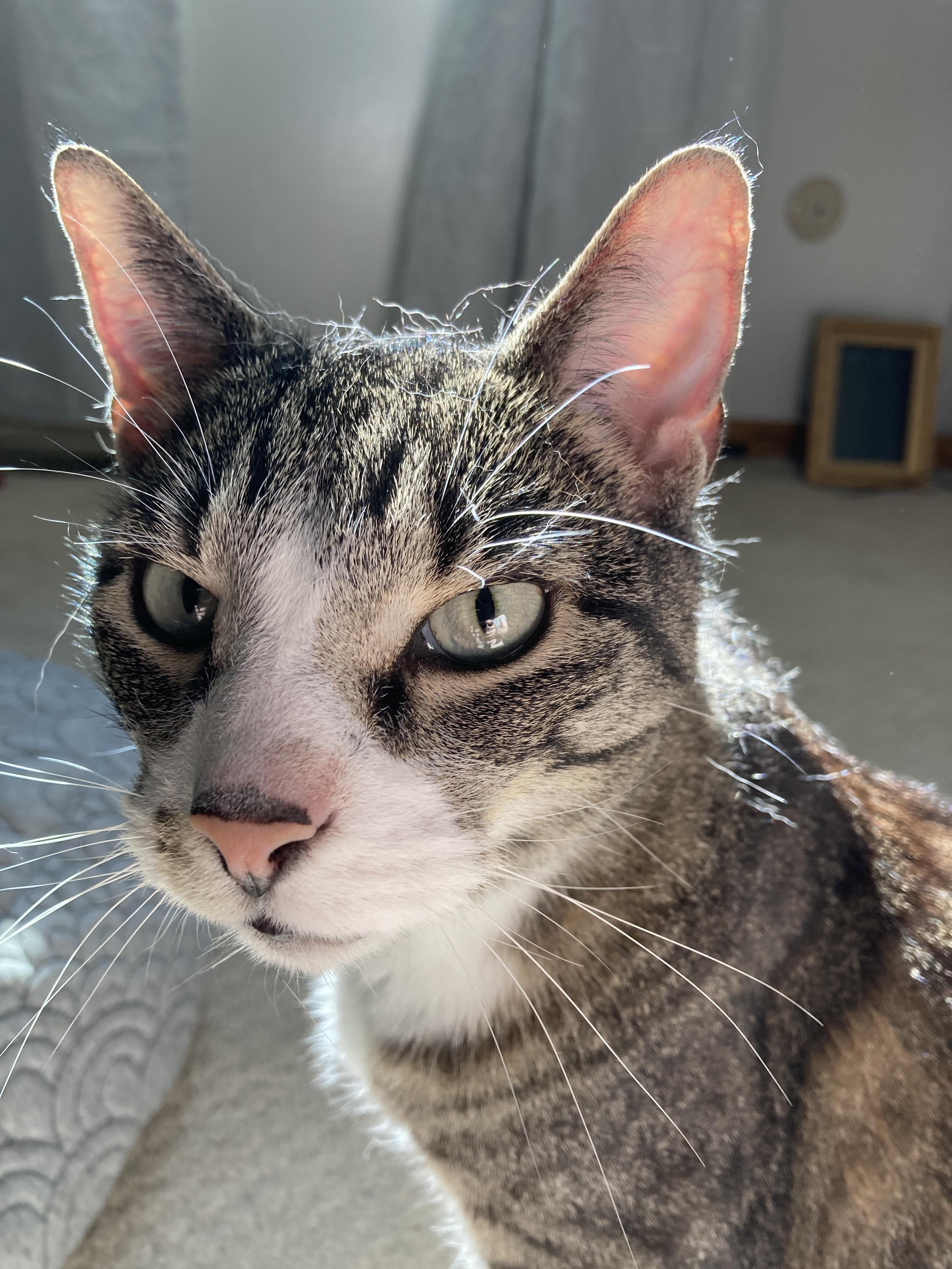 Our little fluffy derp, Mo 😻 | Scrolller