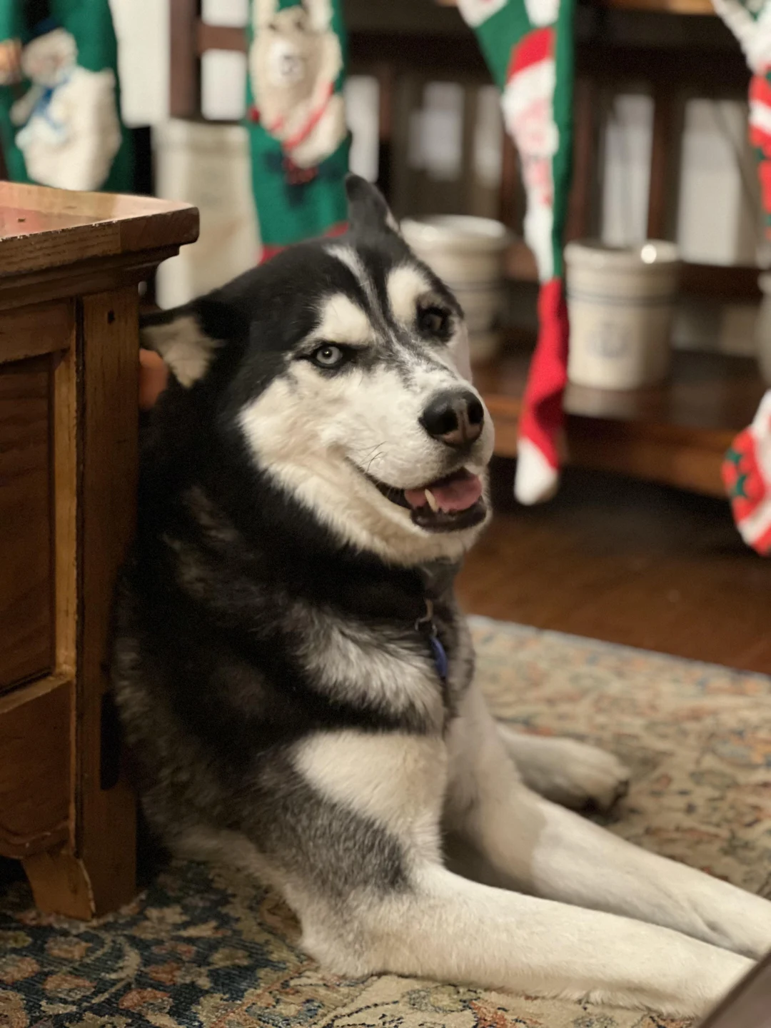 Discover more like Husky: Mr. Smiley and Related Content | Scrolller