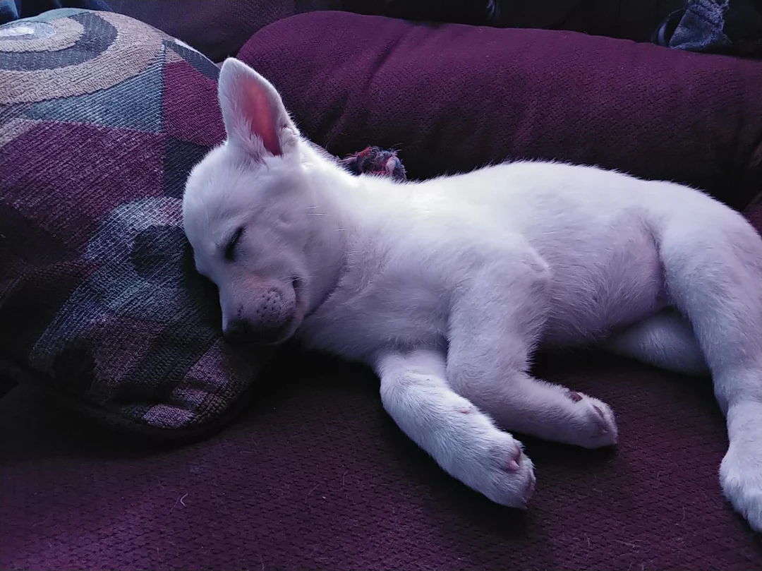 My pupper when I first brought her home | Scrolller