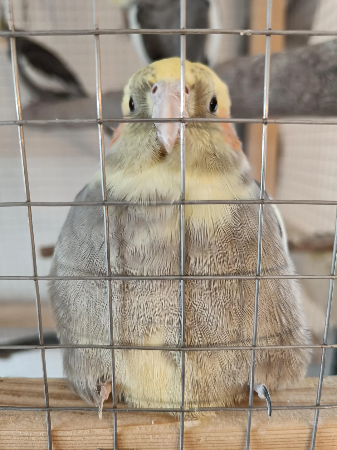 Ahsoka borb | Scrolller