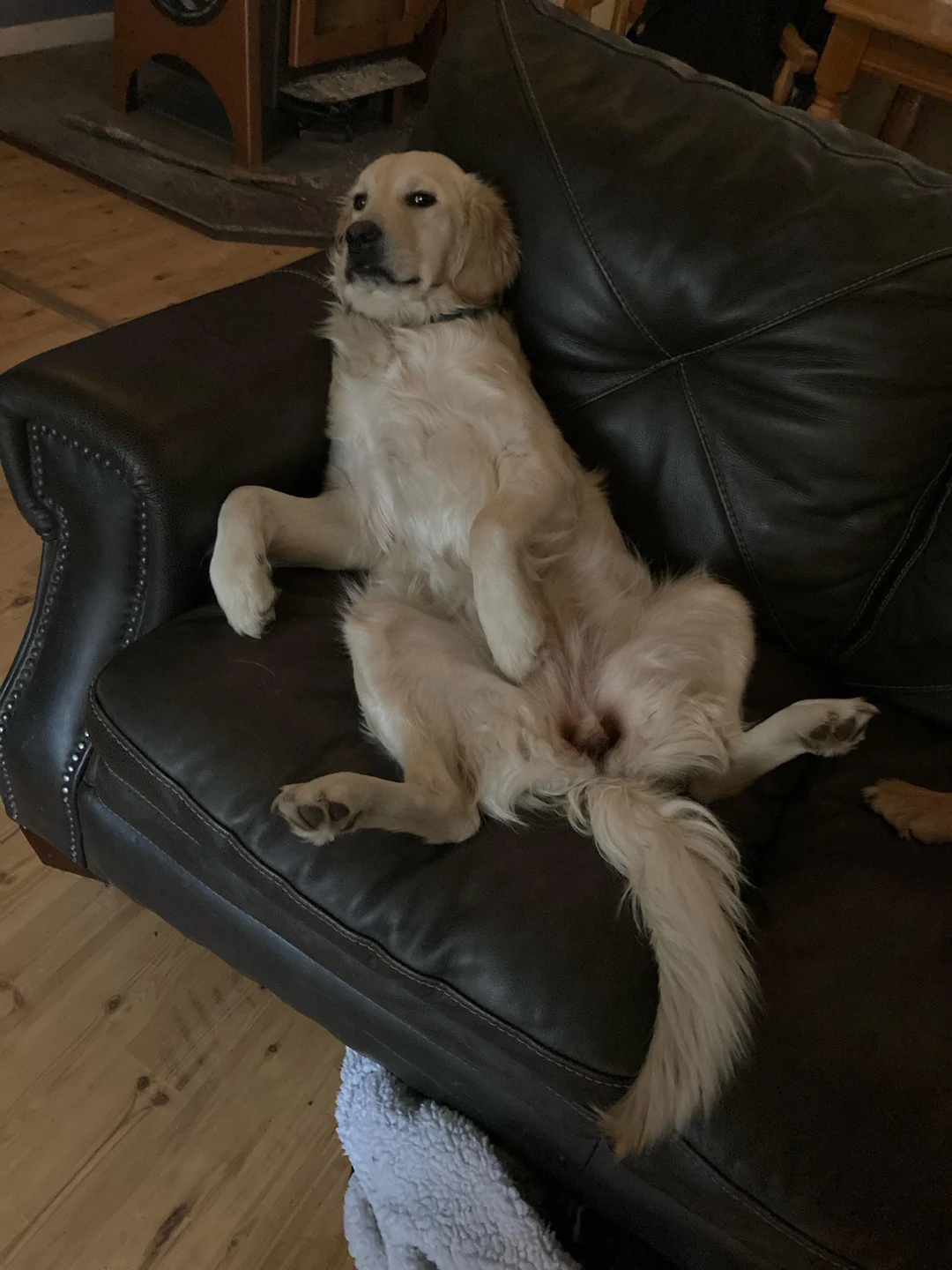 My golden at it again being a goober | Scrolller