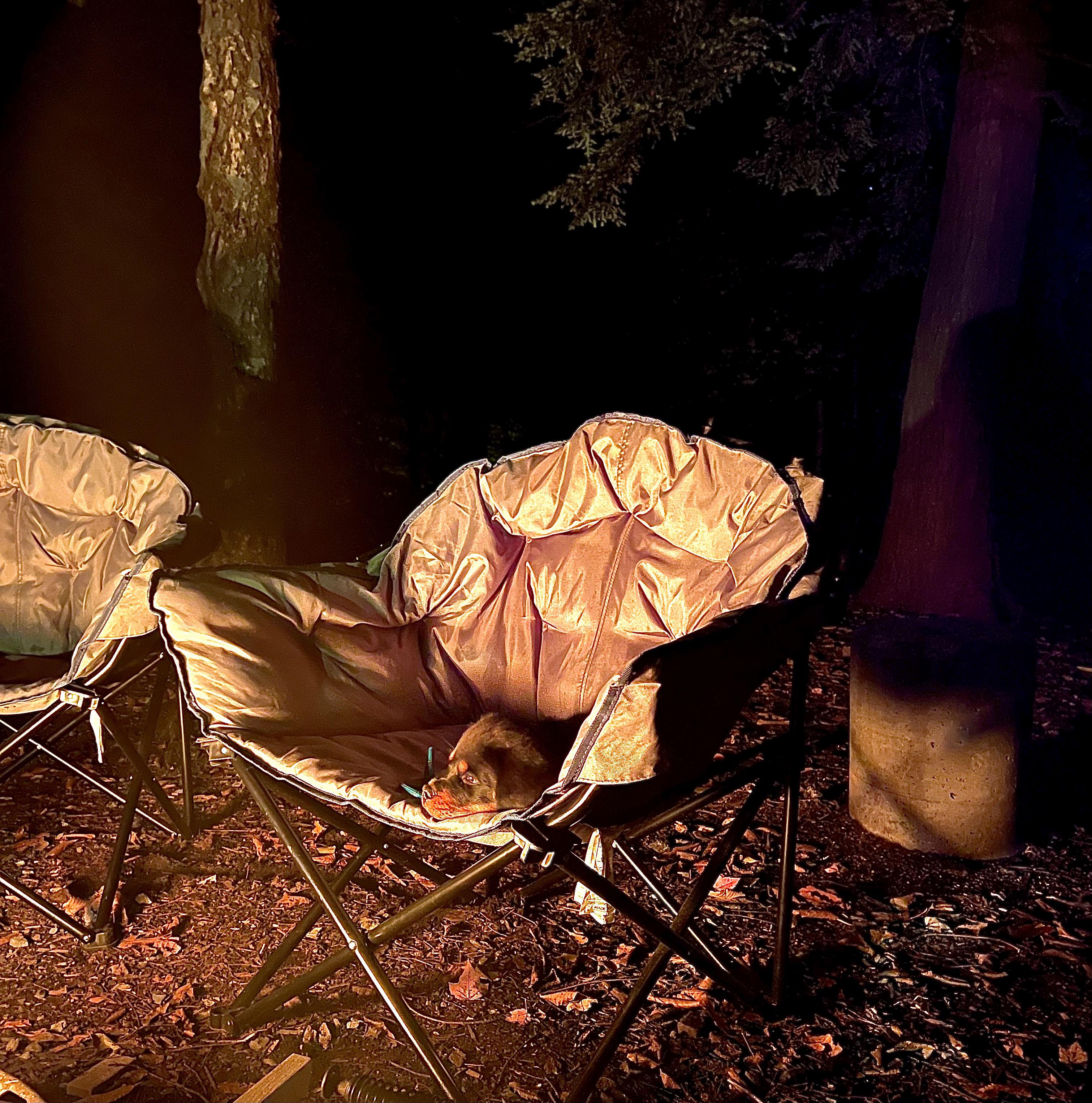 Cozy campfire pup | Scrolller