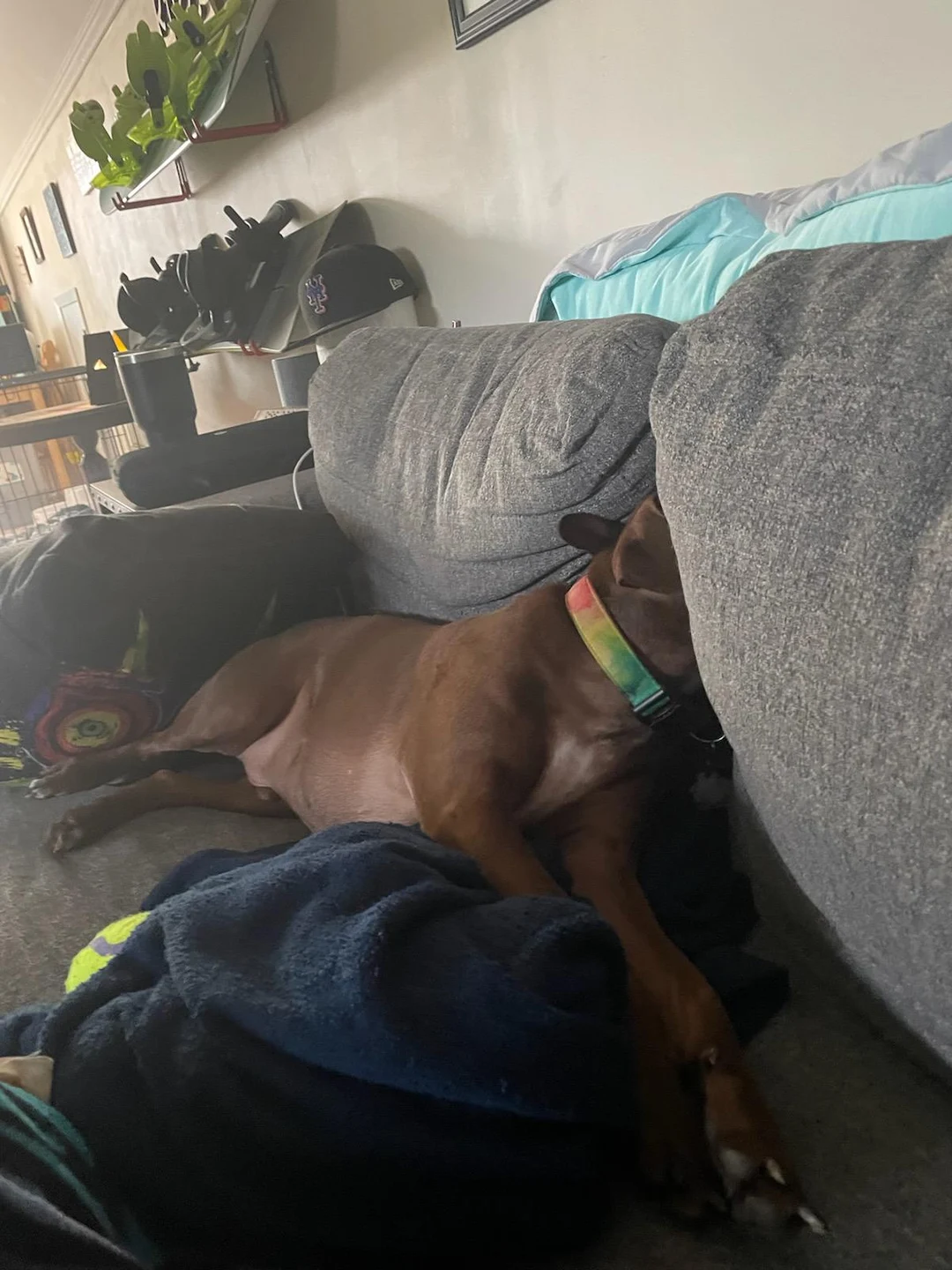somebody's new napping position | Scrolller