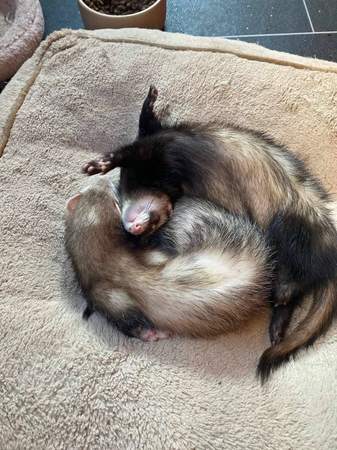 Discover more like Ferrets: sleepy babies and Related Content | Scrolller