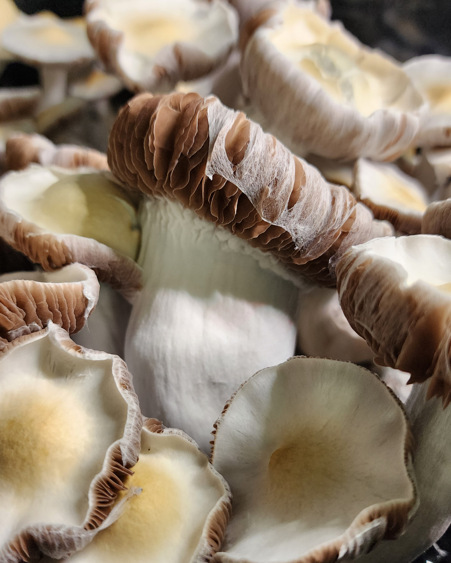 Leucistic Jedi Mind Fuck | Scrolller