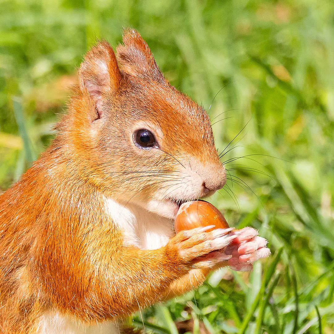 Discover more like Squirrels: Super Close-Up 😍😍👏 and Related Content | Scrolller