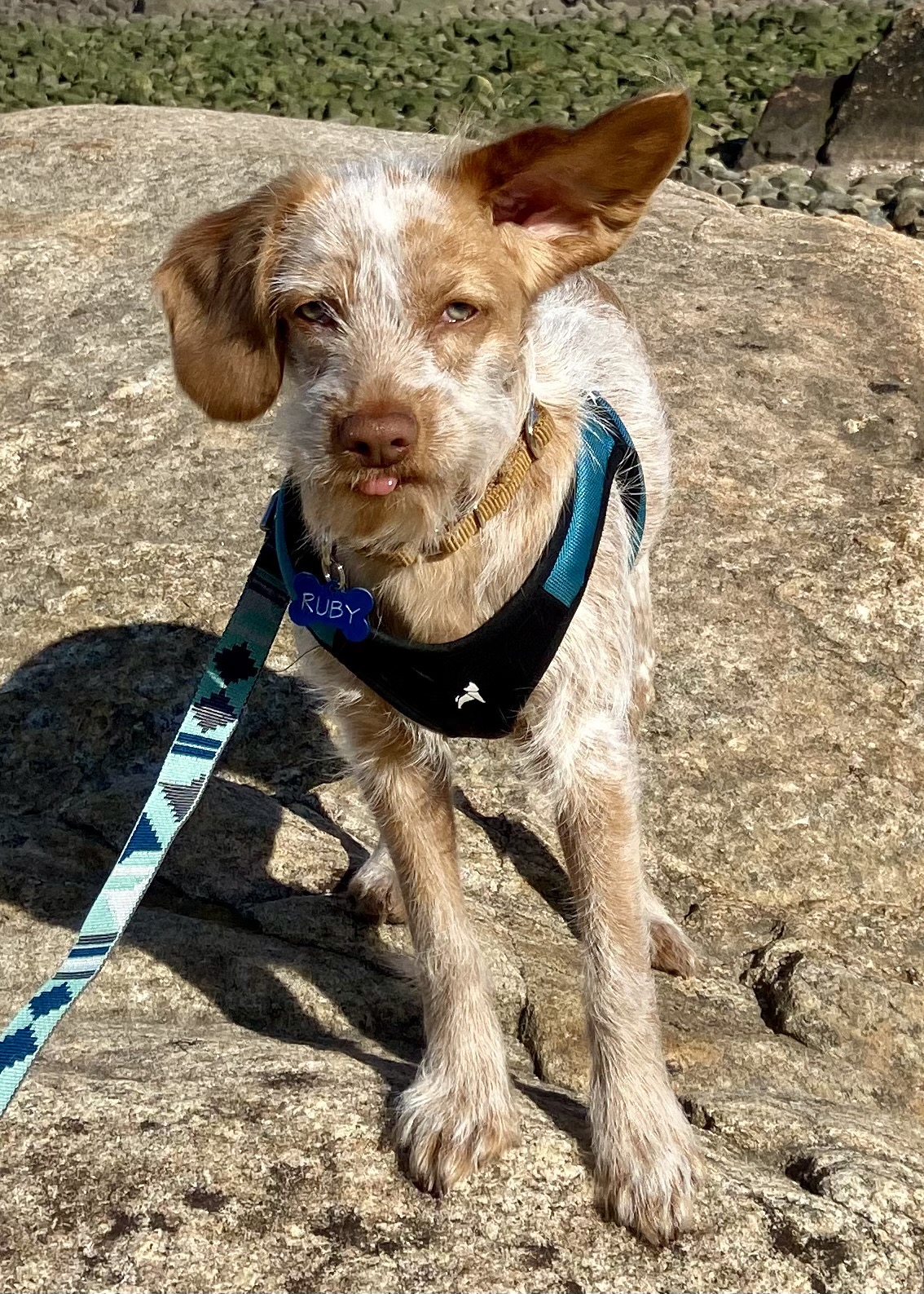 The Wind in Her Ear | Scrolller