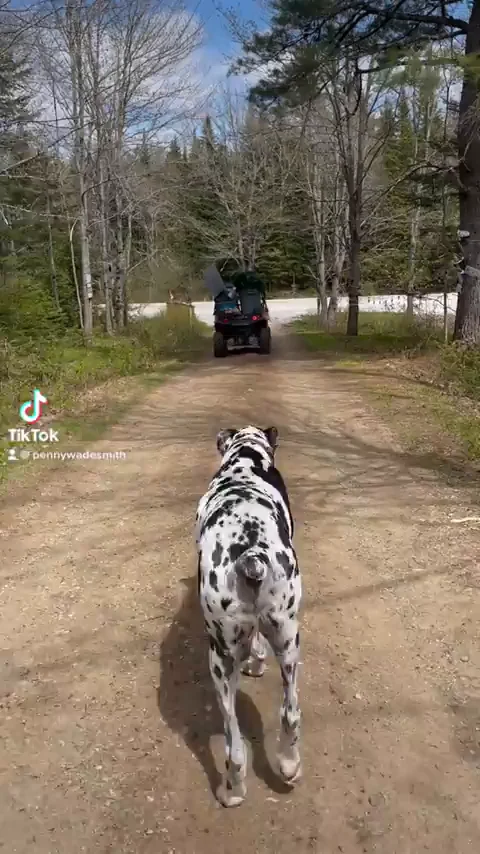 Garbage man- Wally is a big help | Scrolller