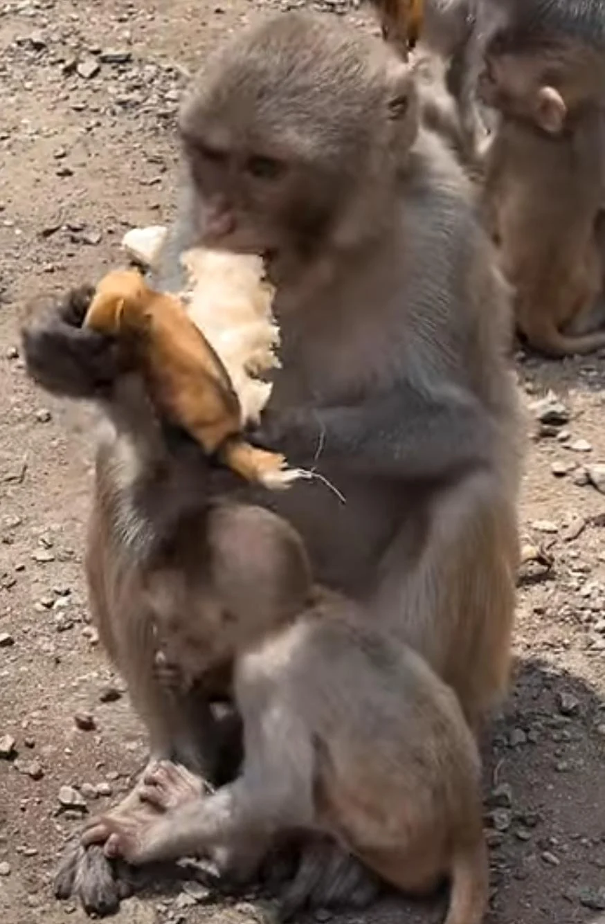 Adorable Baby Monkey | Scrolller