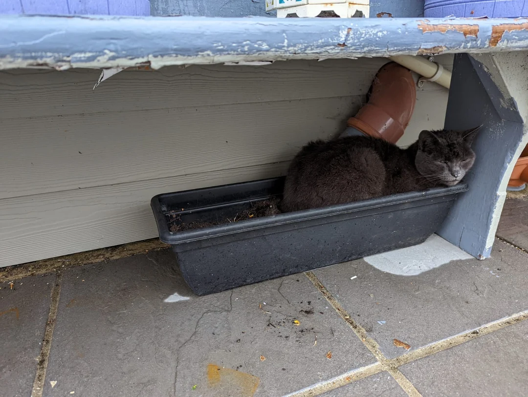 I need help identifying this plant | Scrolller