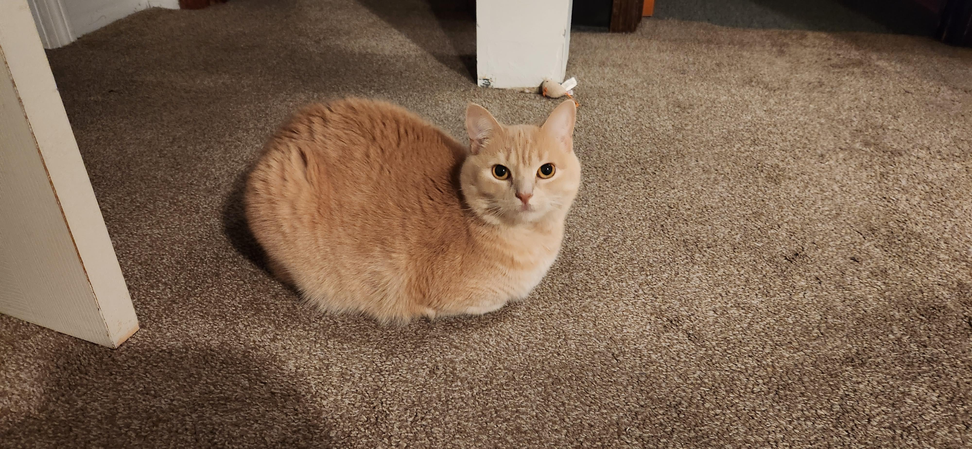 Sansa doing her best loaf in a random spot on the floor | Scrolller