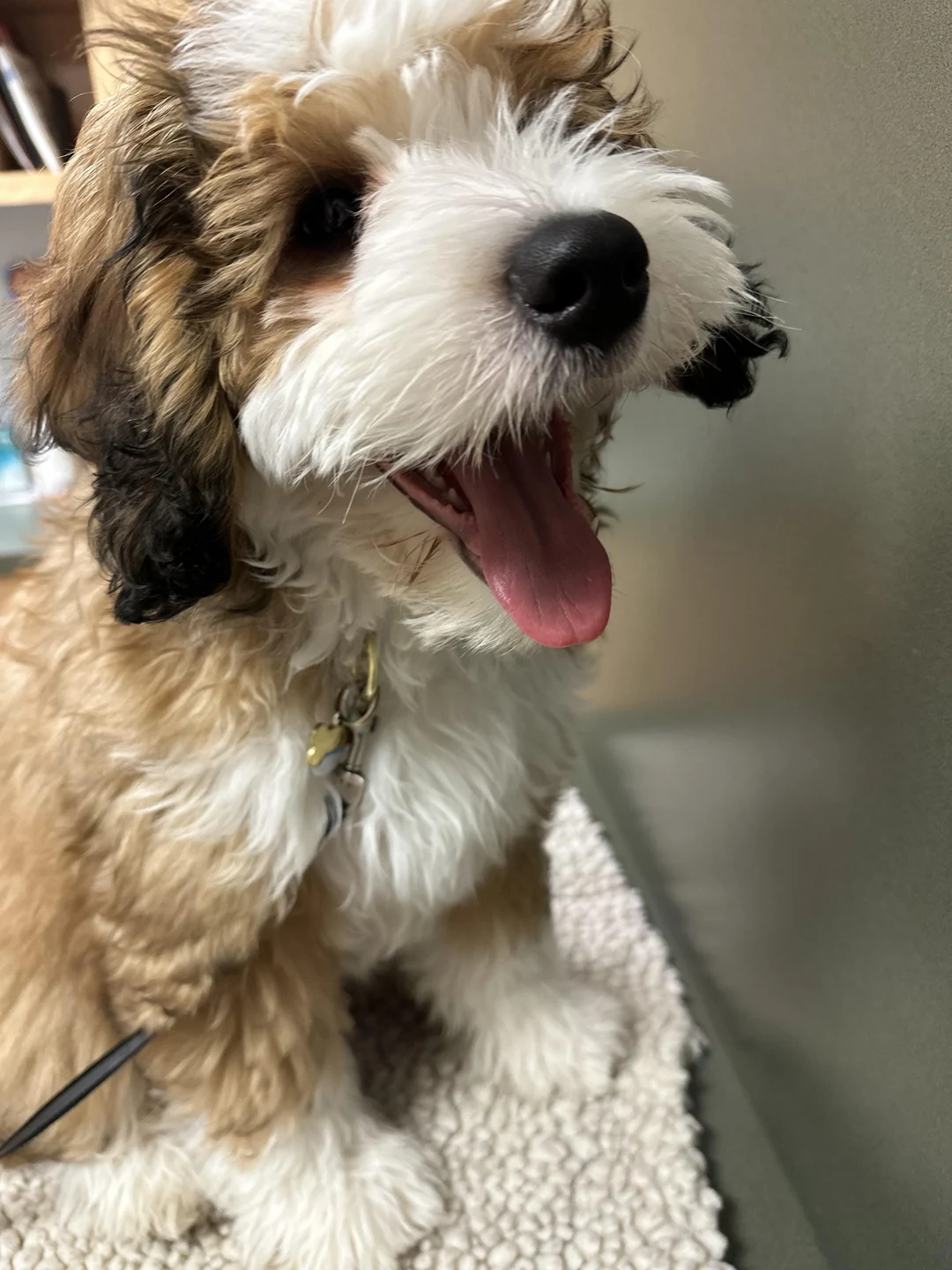 Ron Burgundy is 19 weeks old! | Scrolller