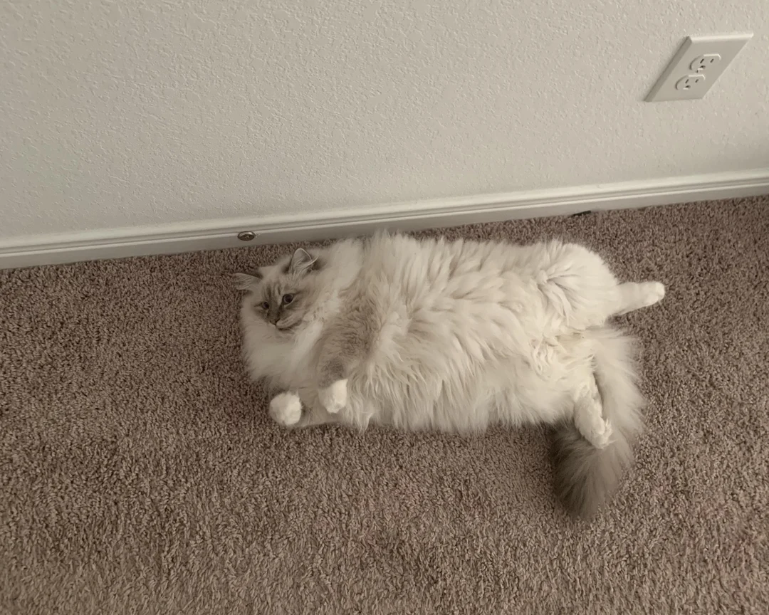 When the winter fluff turns you into just an absolute meatloaf.. | Scrolller