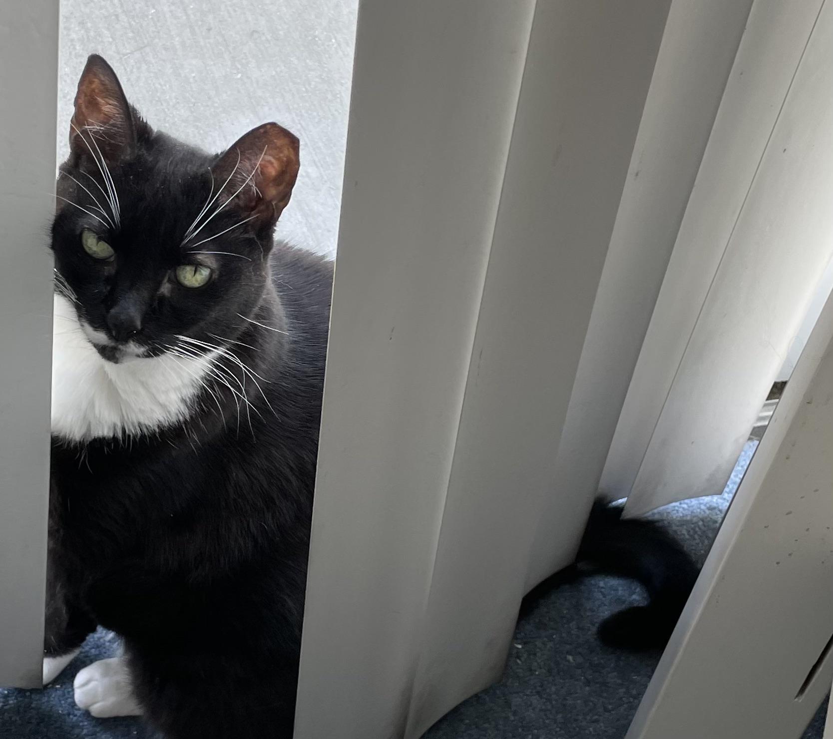 Happy Mittens Monday! She’ll come out when it’s Tuesday. 😹 | Scrolller