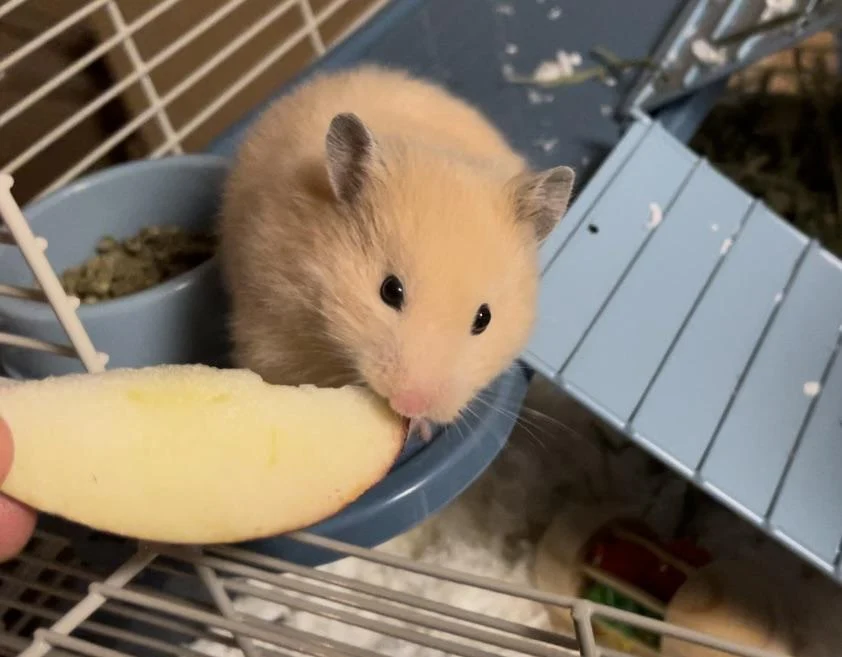 New hamster needs a name! | Scrolller