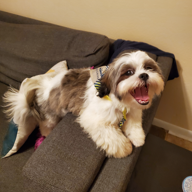 We had our first grooming yesterday! | Scrolller