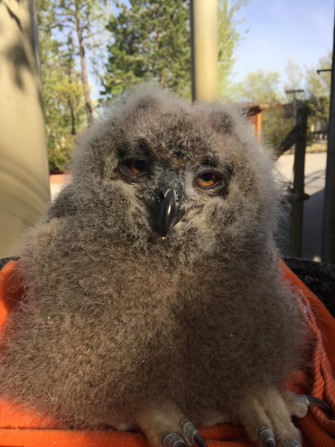Young Eagle Owl | Scrolller