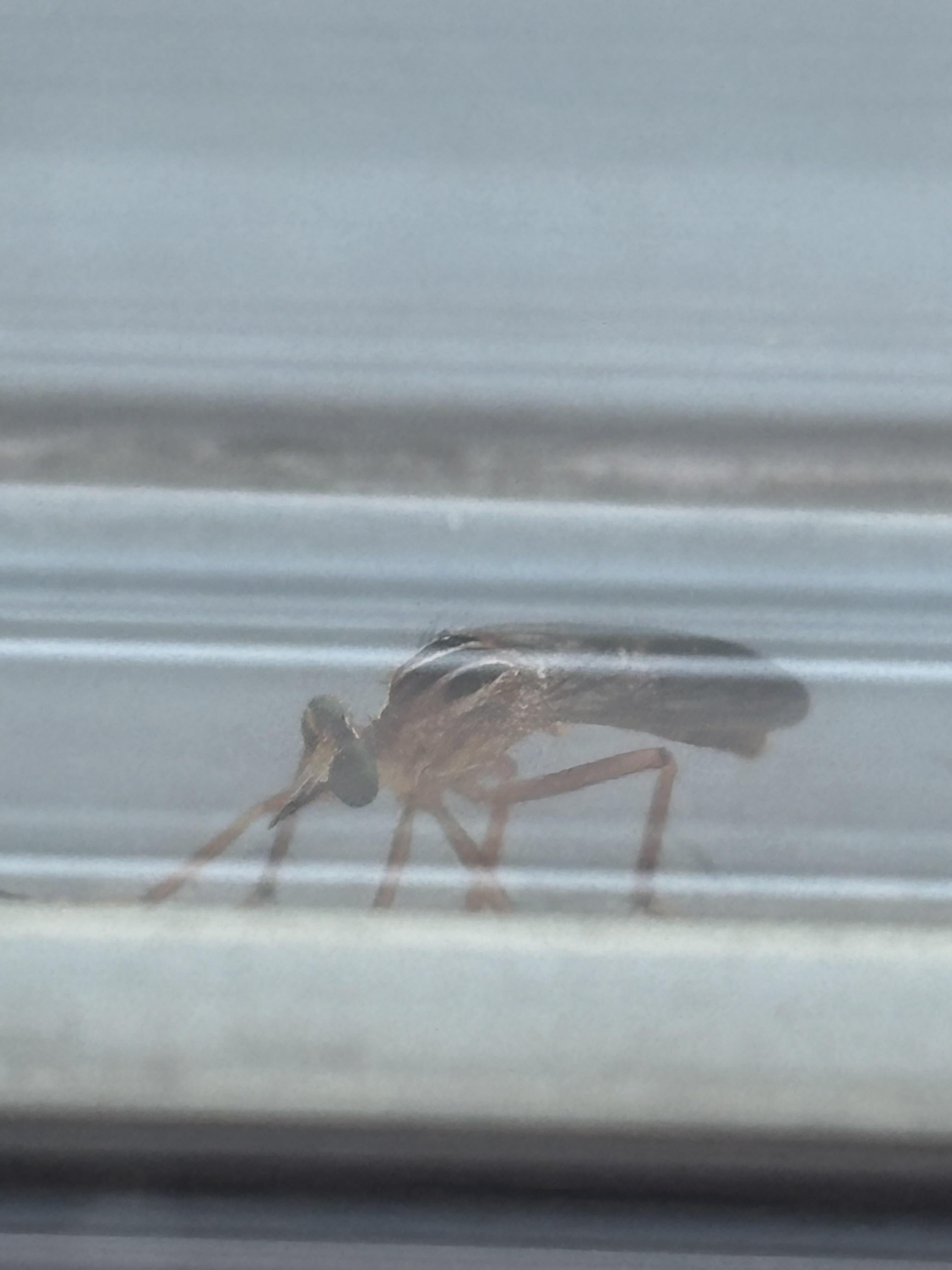 Help identifying | Scrolller