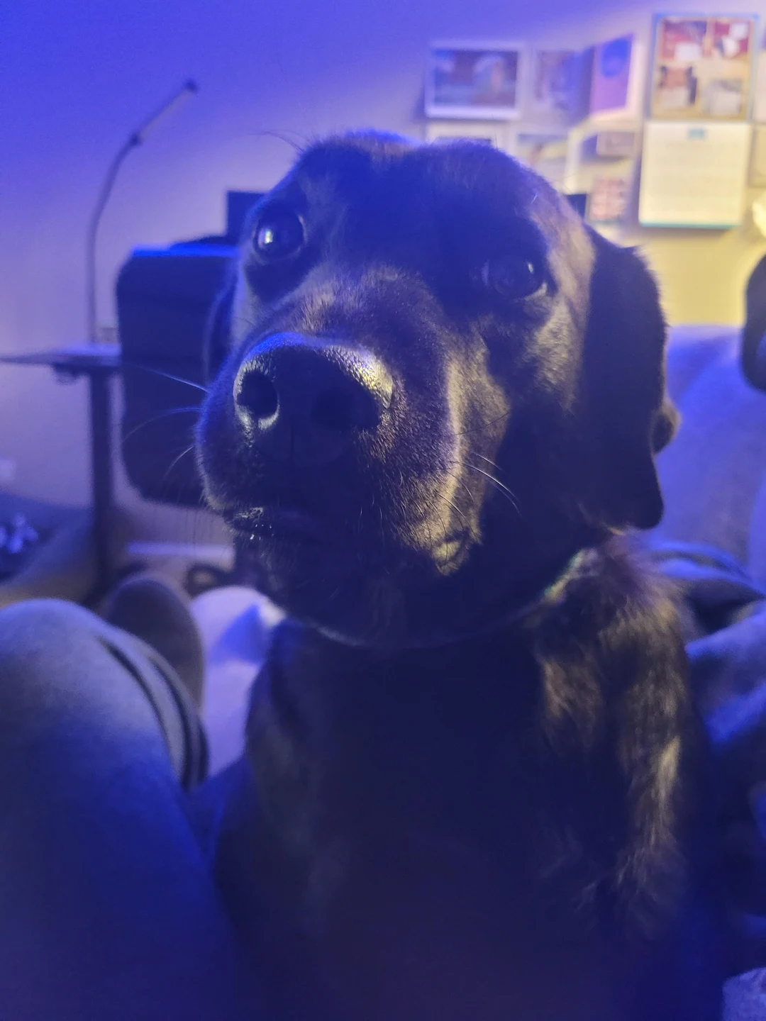 Hiiiii payattentiontomerightnow | Scrolller