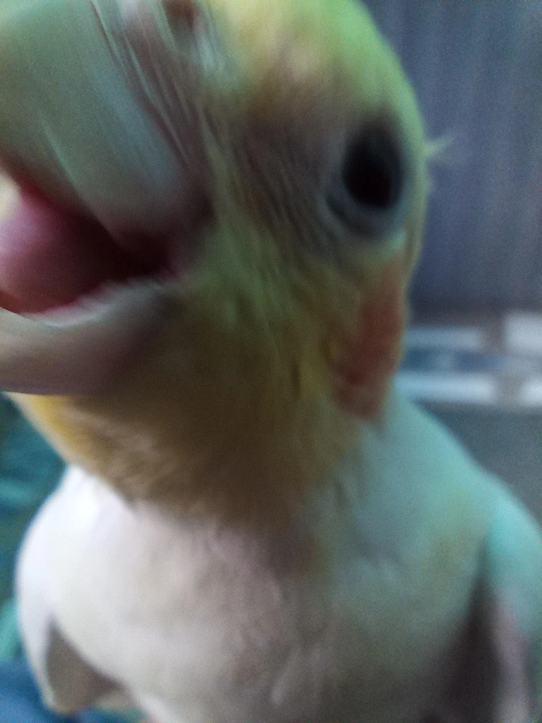 Pterodactyl caught on cam | Scrolller