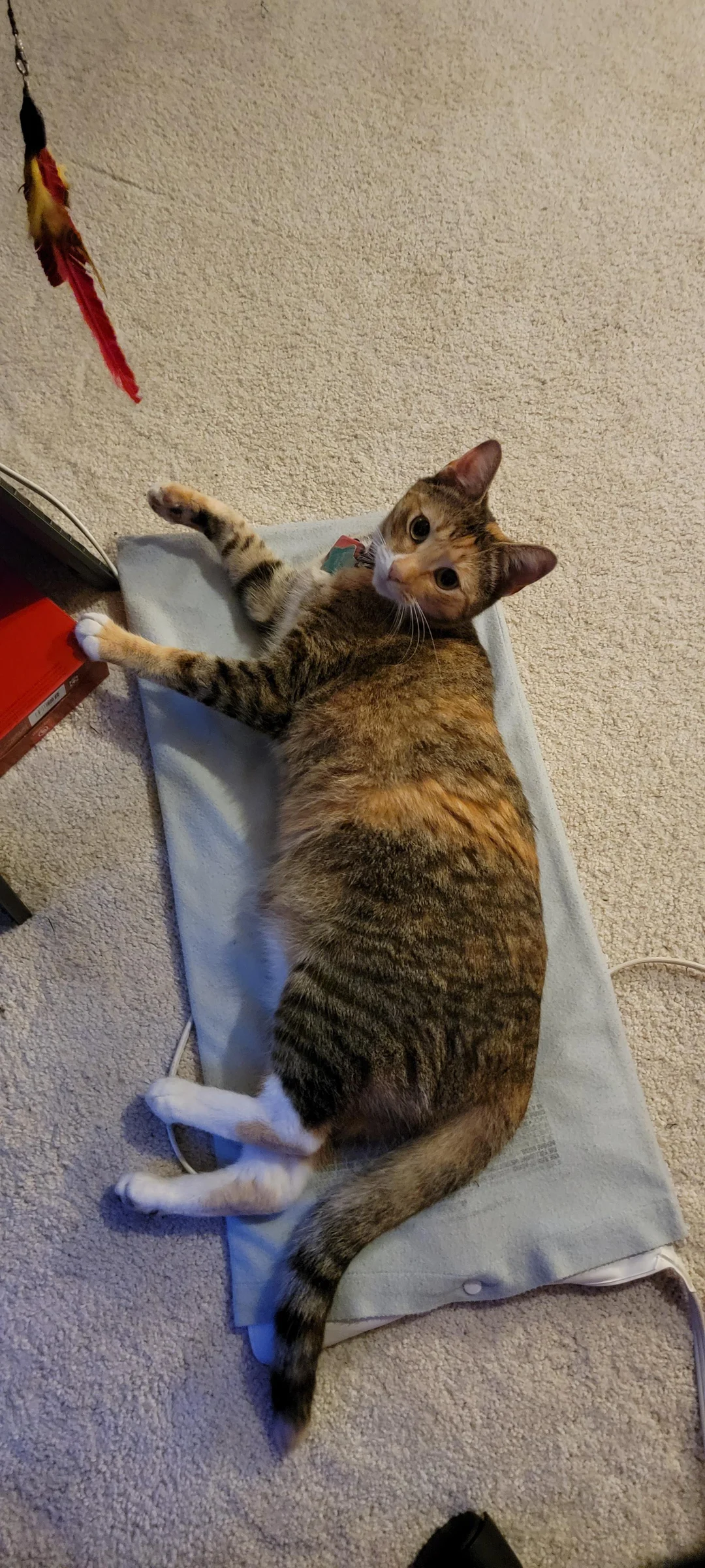 Heated cat trap | Scrolller