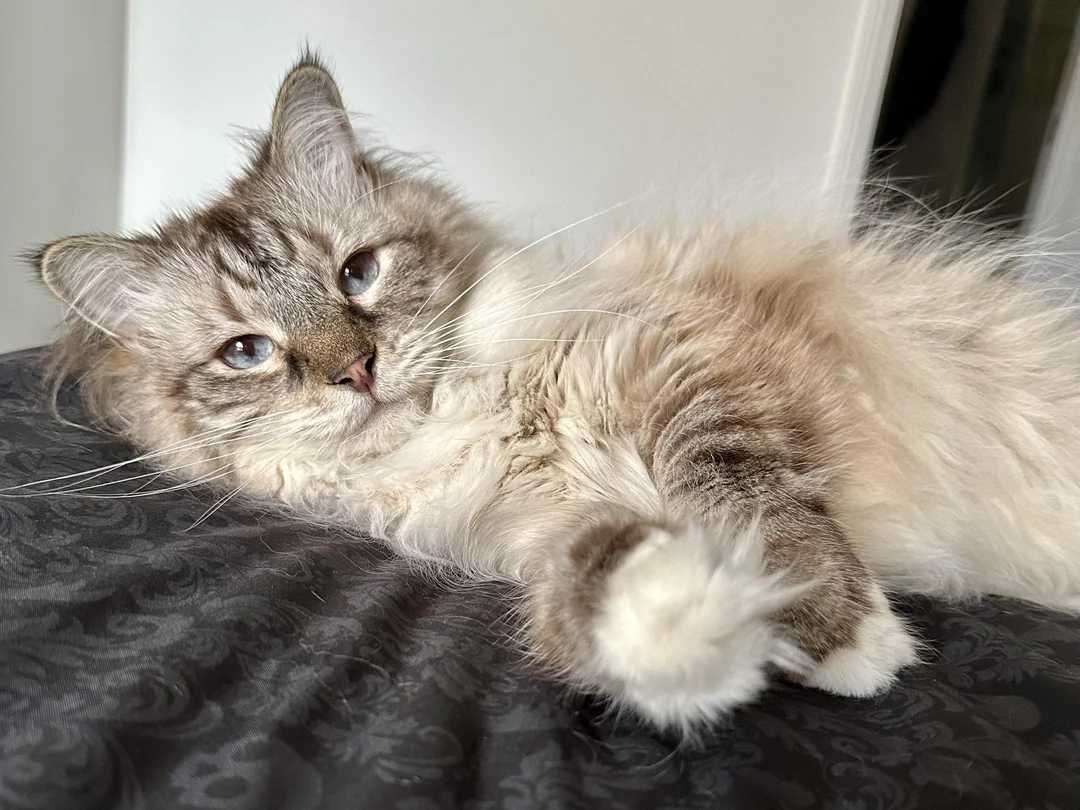 A very happy gotcha day to Sebastian! | Scrolller