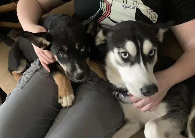 "hUsKiEs aReN'T LaPDoGs" | Scrolller